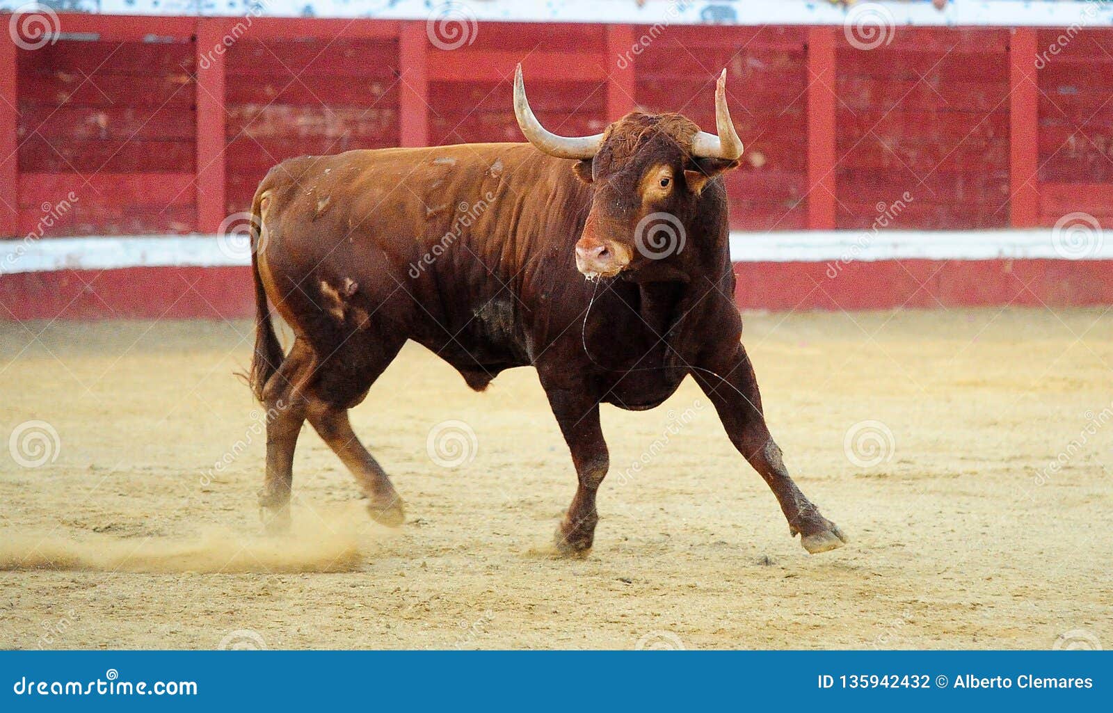 Spanischer Stier in Der Stierkampfarena Auf Spanien Stockfoto - Bild ...