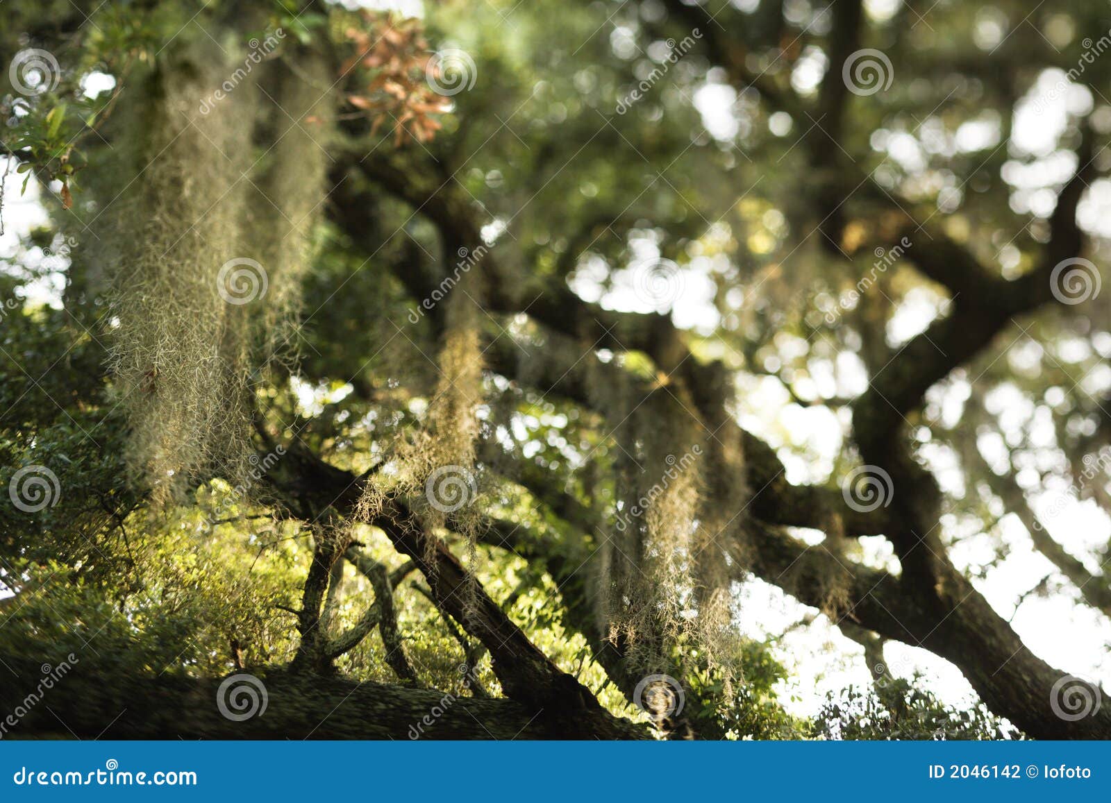 Spanisches Moos im Baum stockfoto. Bild von moos, bild - 2046142