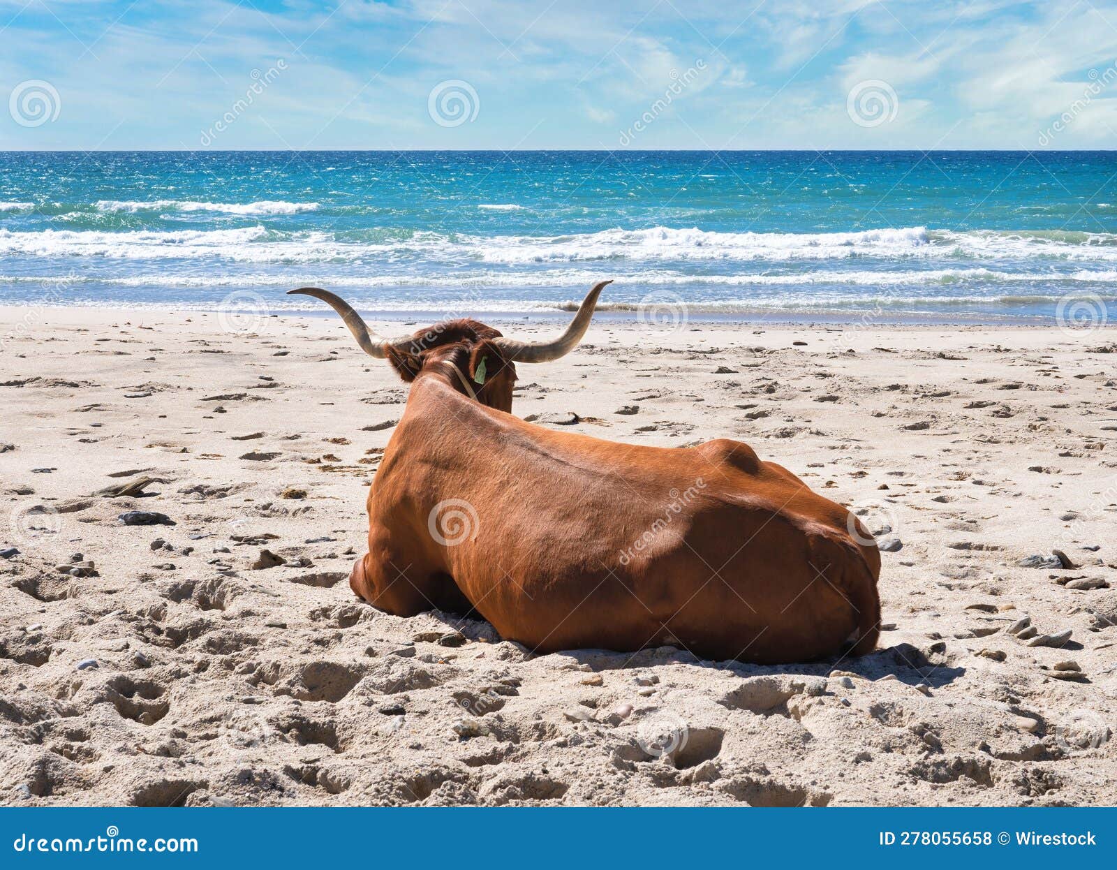 Spanish Andalusian Cow at the Beach Stock Photo - Image of ocean, beach ...