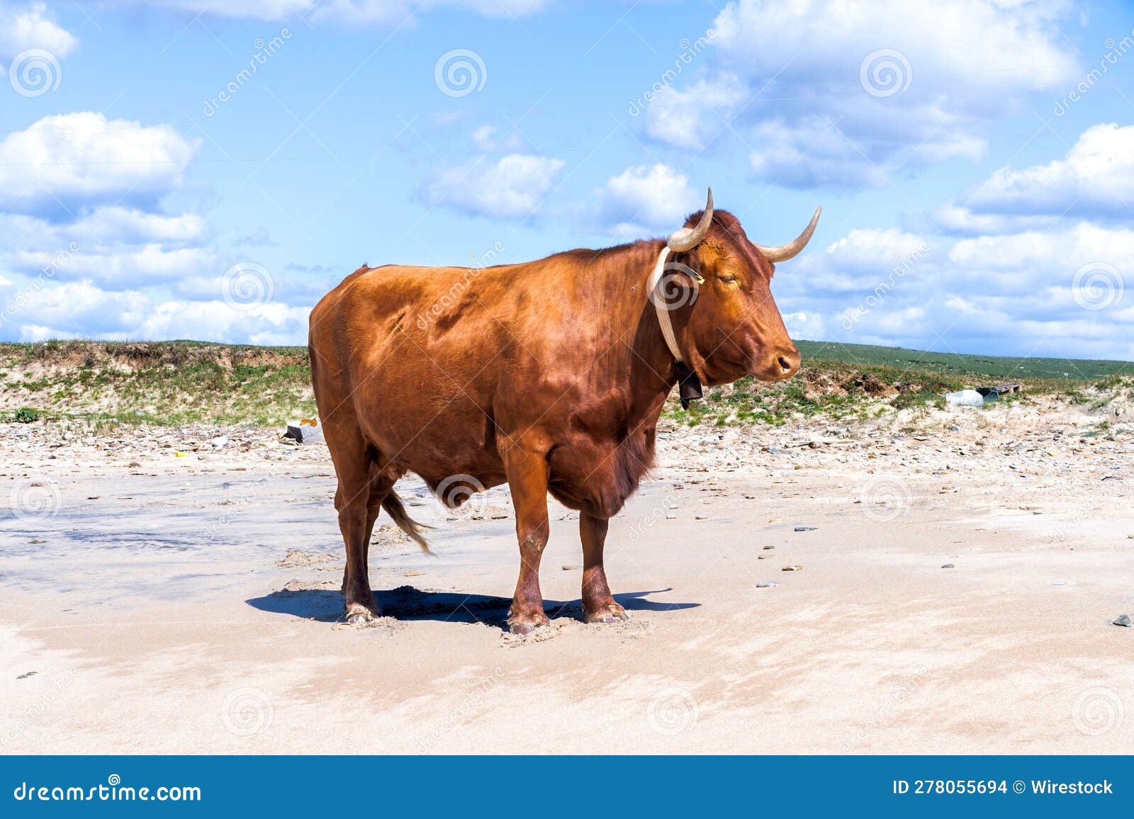 Spanish Andalusian Cow at the Beach Stock Photo - Image of sand, ocean ...