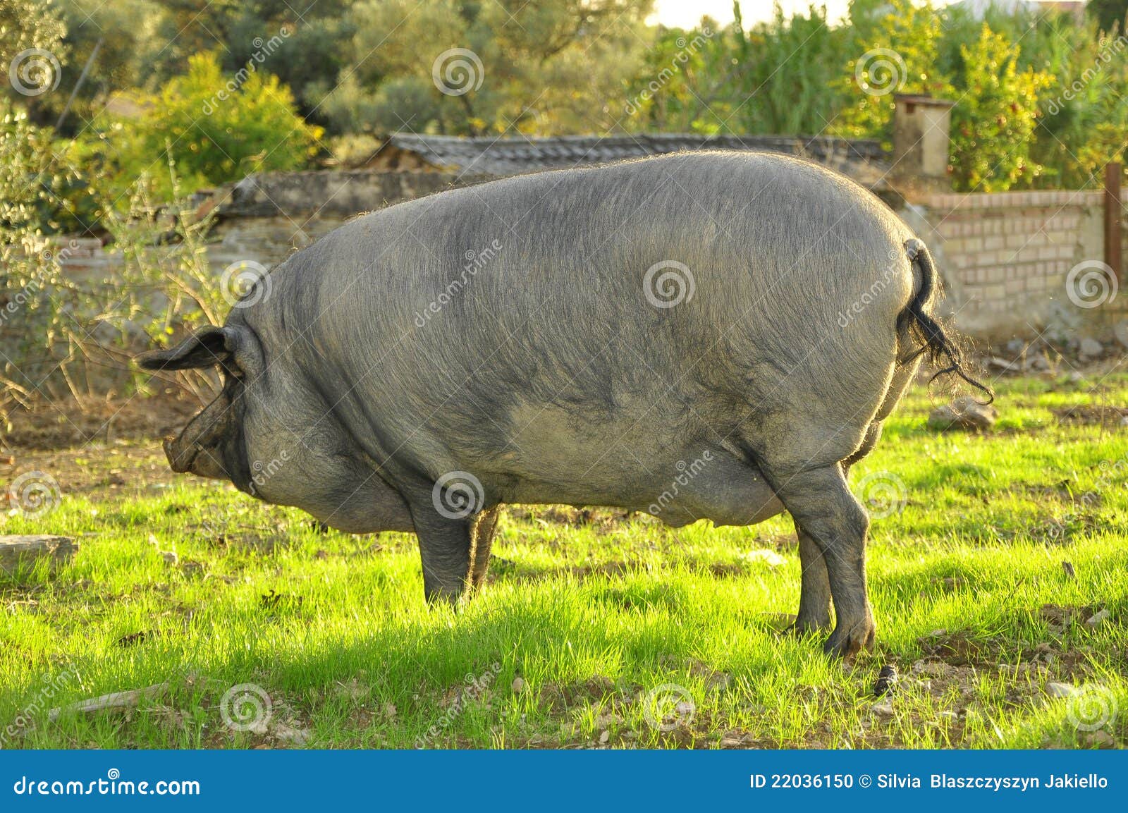 Spanish big pig stock photo. Image of young, swine, investment - 22036150