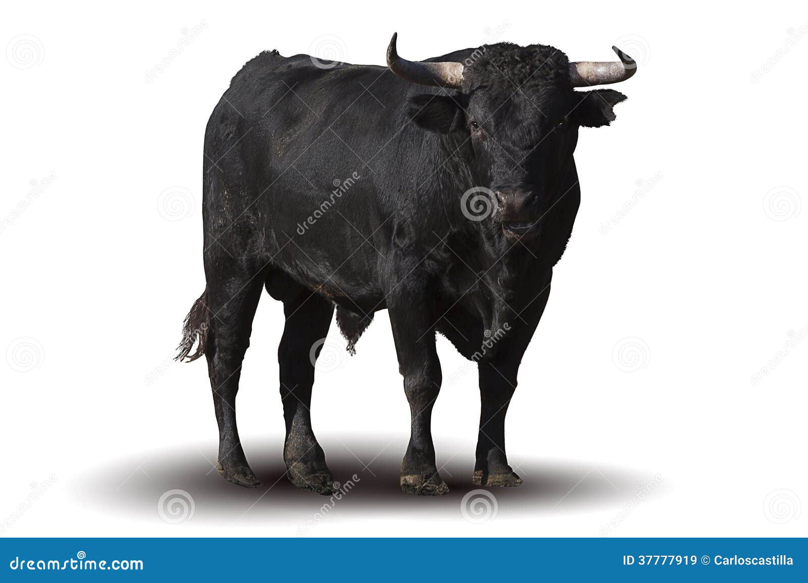 Spanish black bull stock image. Image of black, aggression - 37777919