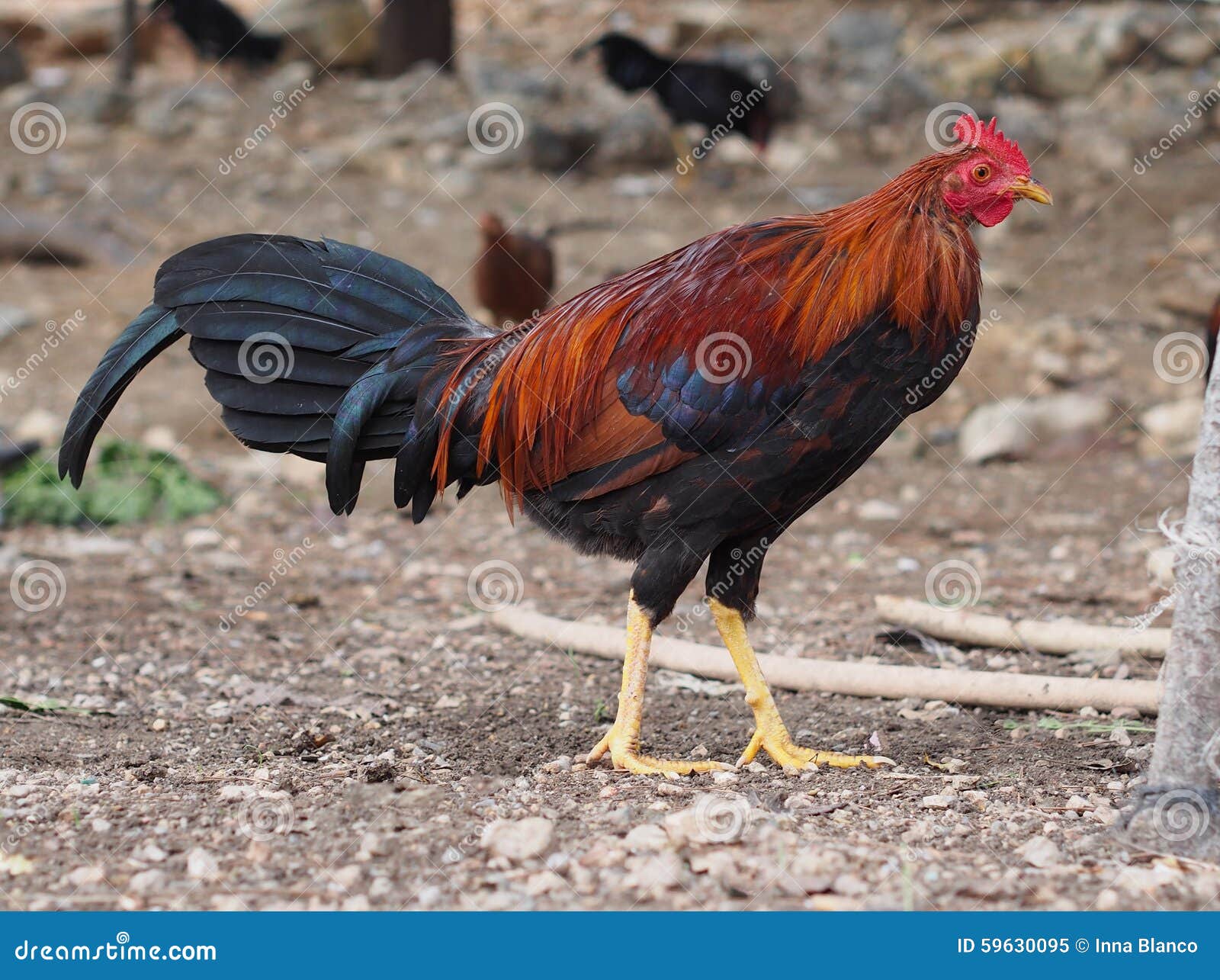 Spanish Black and Red Chicken Stock Image - Image of delicate, female ...