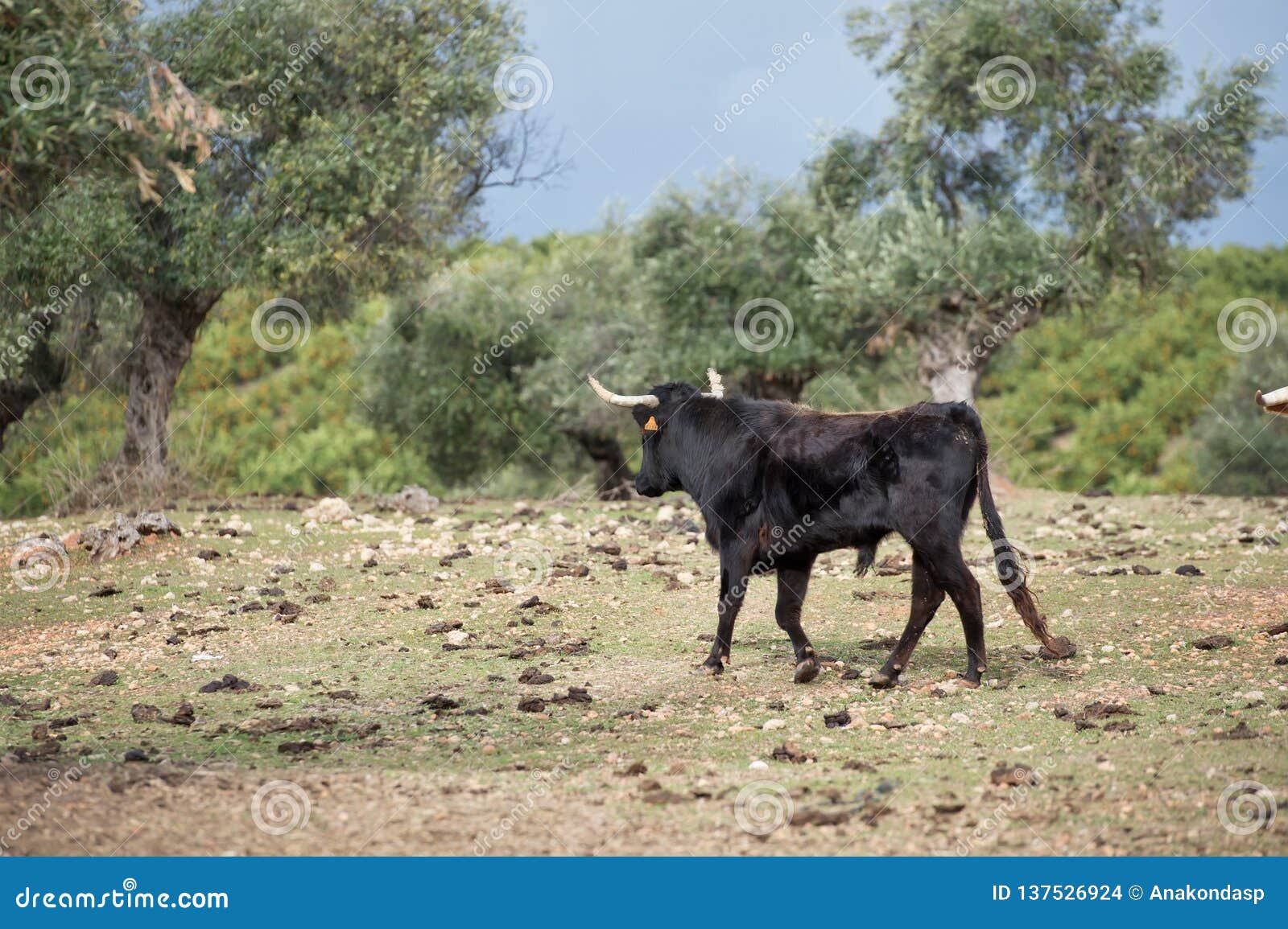 Spanish Black Young Bull in Paddock. Andalusia, Spain Stock Photo ...