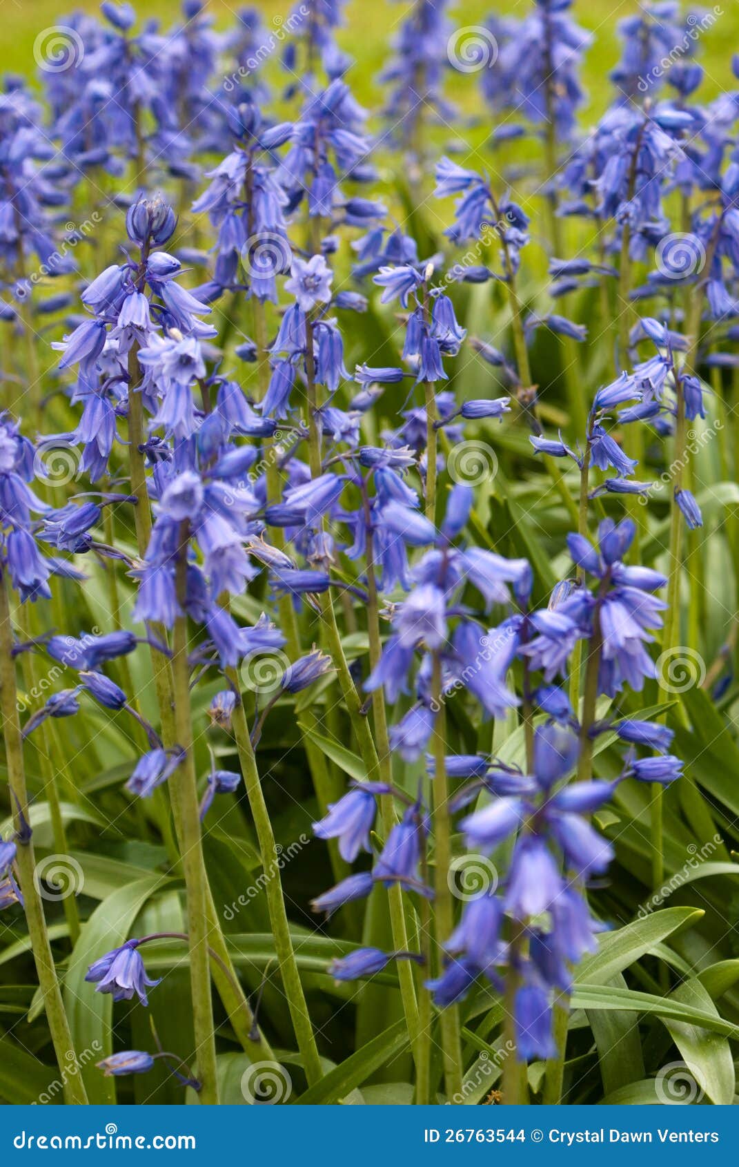 Spanish Bluebells stock photo. Image of flowers, spring - 26763544