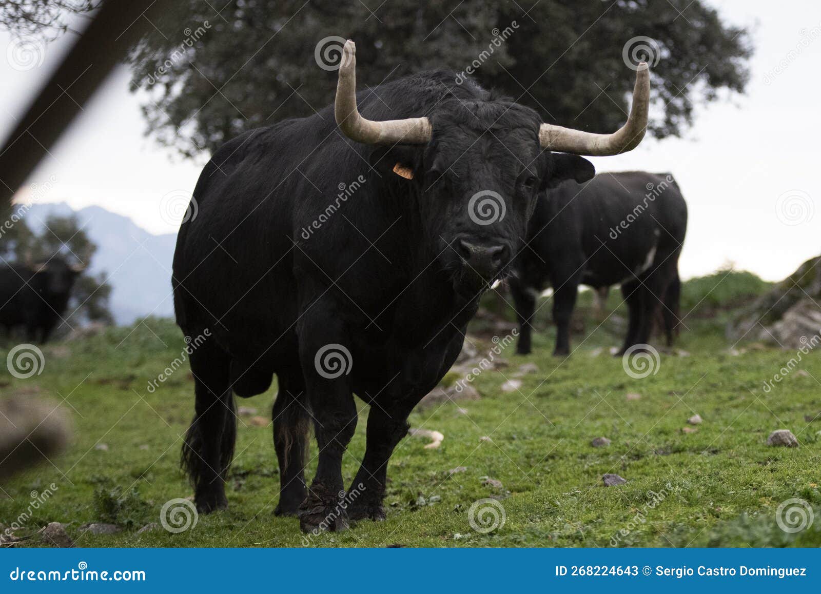 Spanish Brave Bull stock image. Image of goats, bull - 268224643