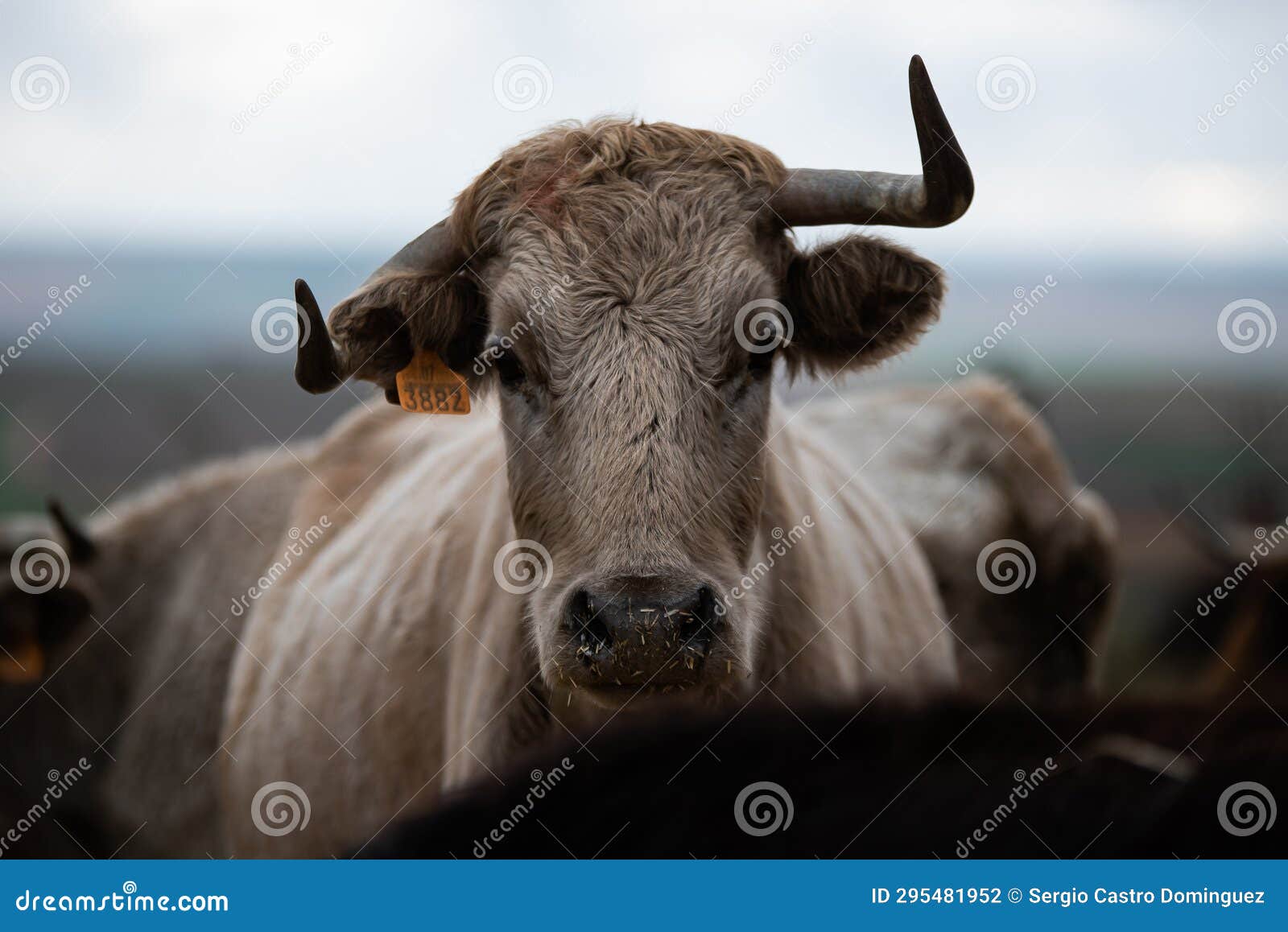 Spanish brave cow stock photo. Image of mane, brave - 295481952