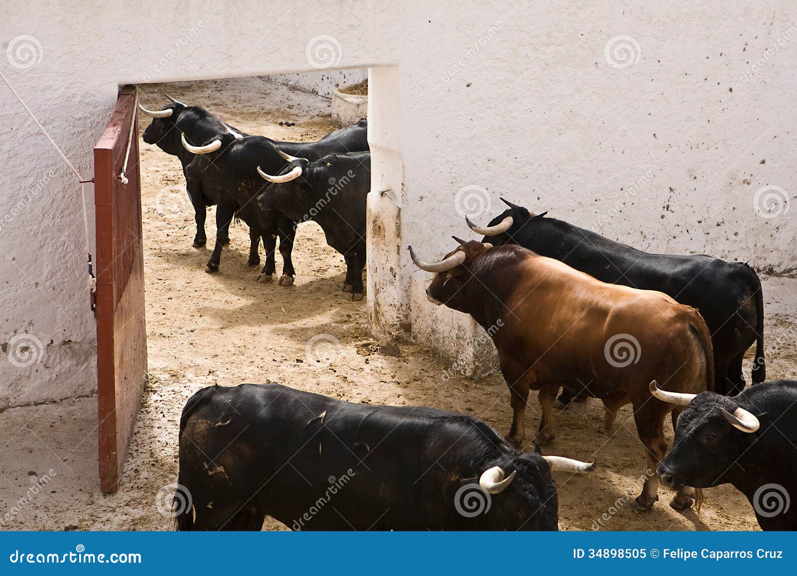 Spanish Brave Fight Bull in the Stable Stock Image - Image of perform ...