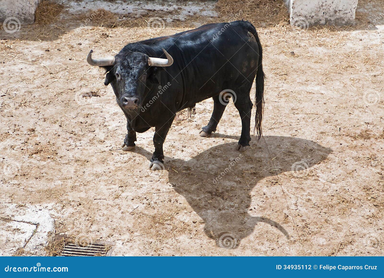 Spanish Brave Fight Bull in the Stable Stock Photo - Image of folkklore ...