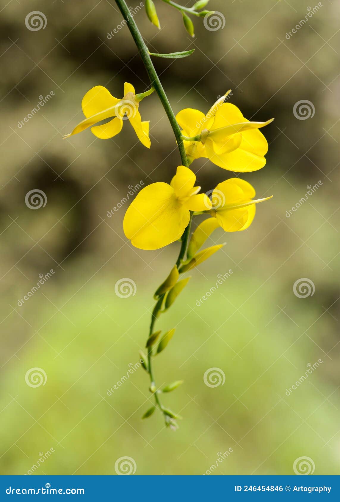 Spanish broom stock photo. Image of broom, garden, park - 246454846