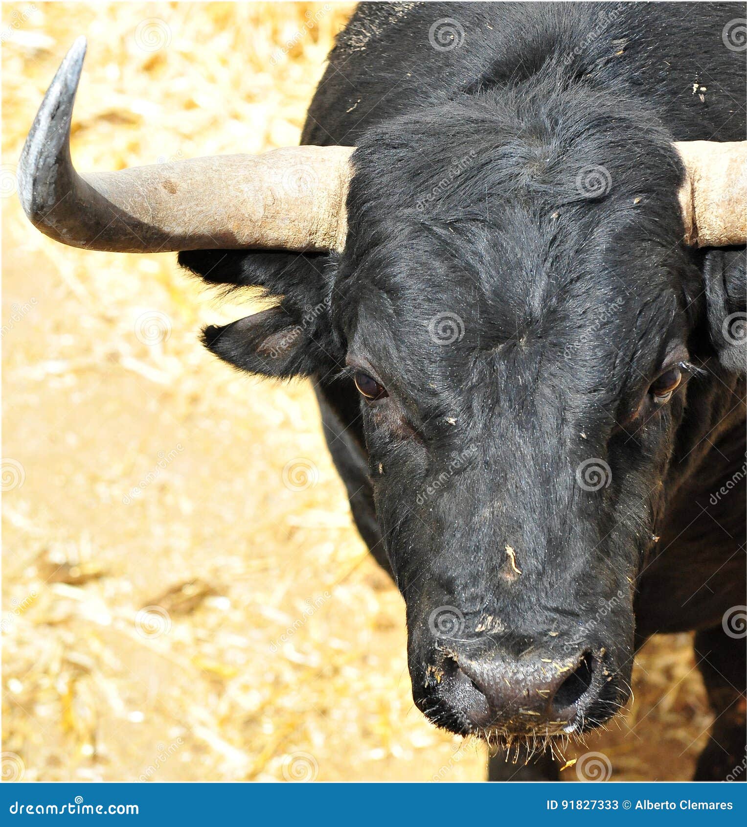 Spanish bull stock image. Image of bullfight, bull, spanish - 91827333