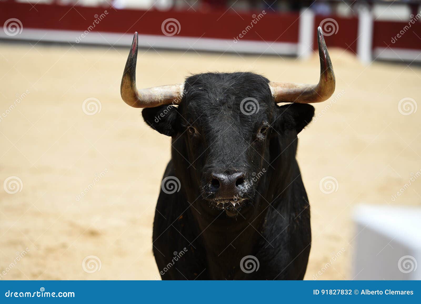 Spanish bull stock photo. Image of bullfight, risk, culture - 91827832
