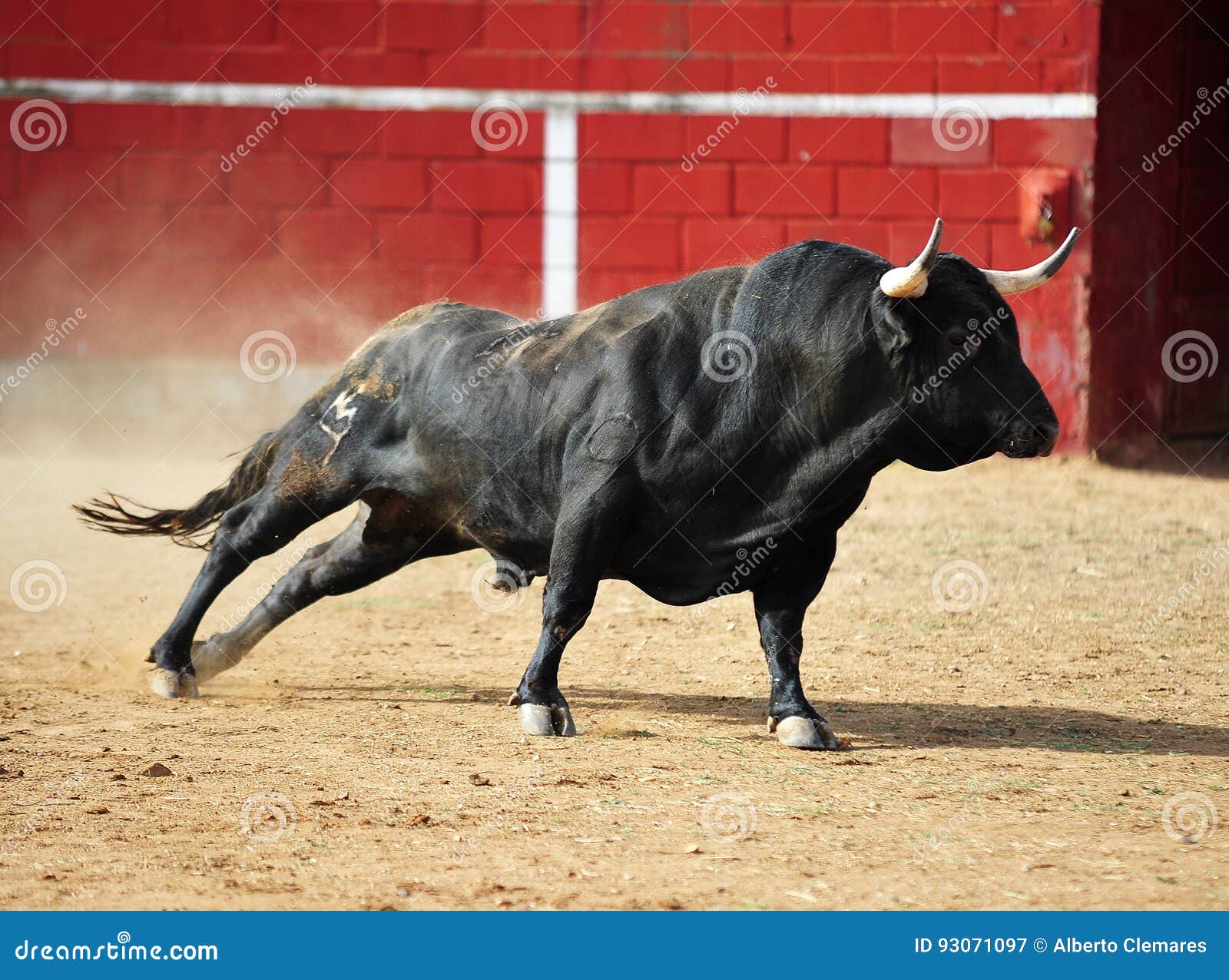 Spanish Bull Wallpaper