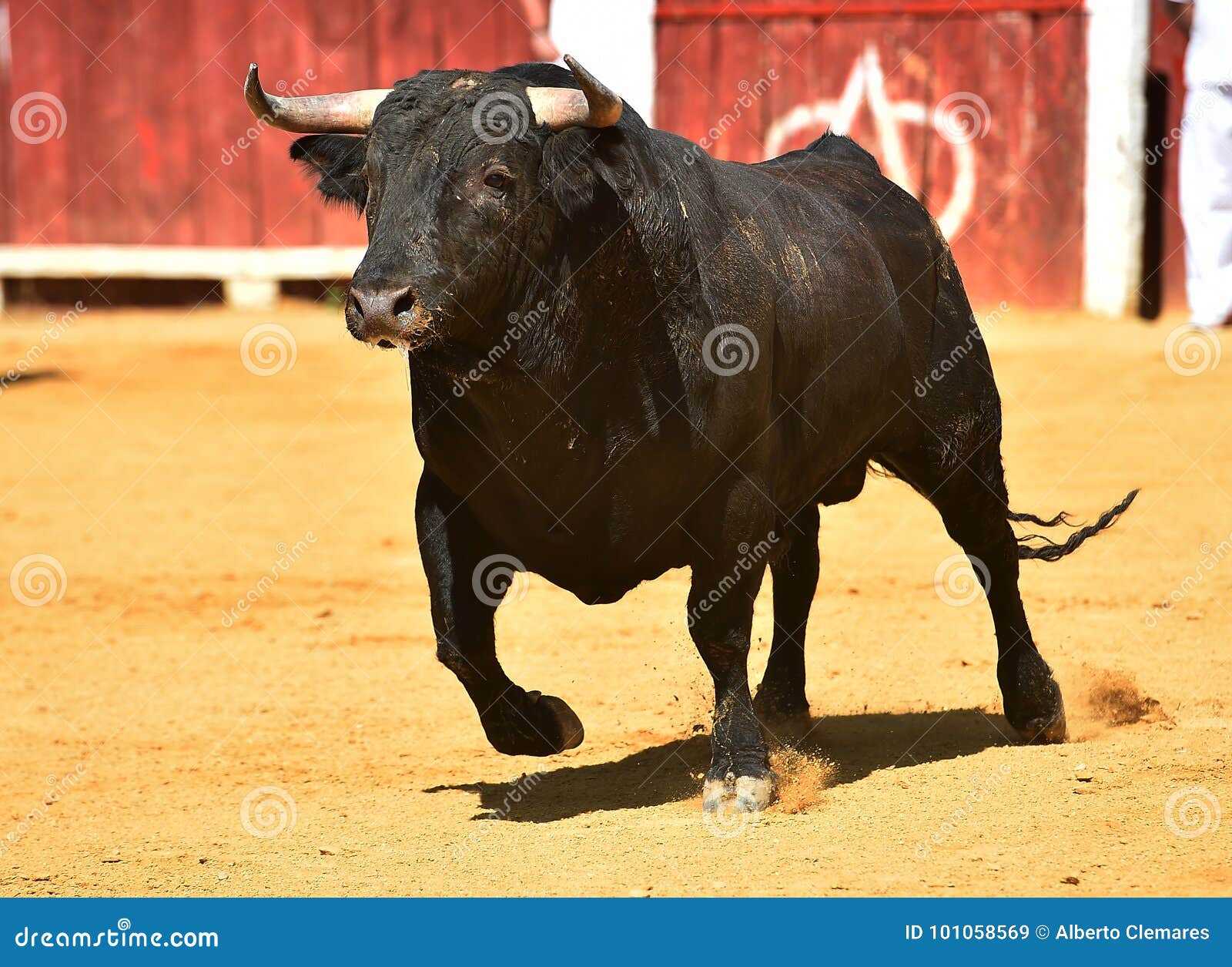 Bull stock image. Image of cuernos, culture, danger - 101058569