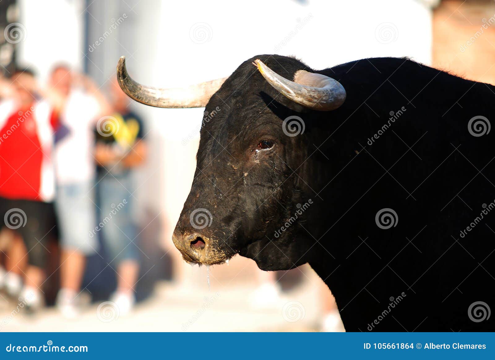 Spanish bull editorial stock image. Image of bullfight - 105661864