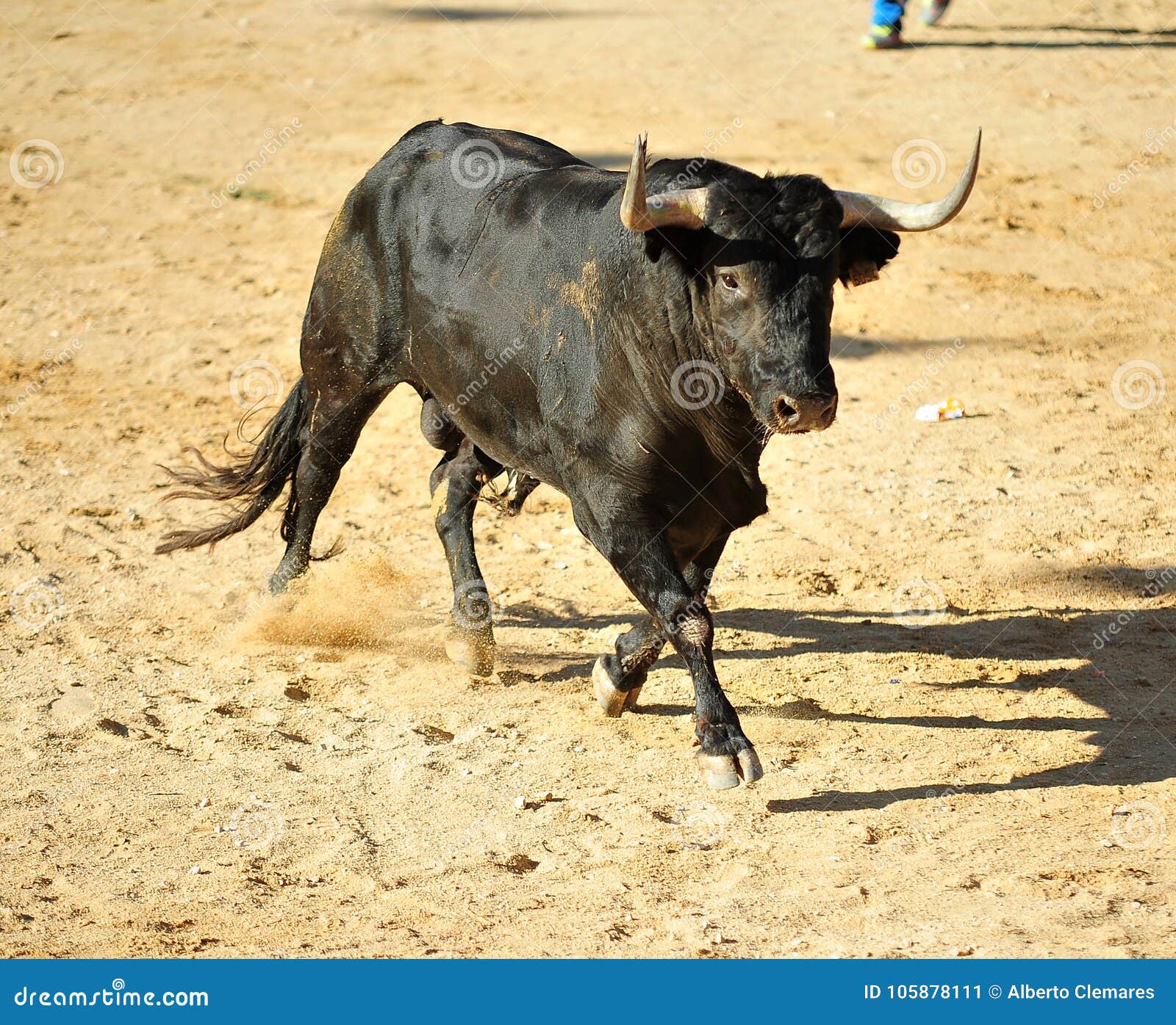 Spanish bull stock image. Image of fear, fierce, bull - 105878111
