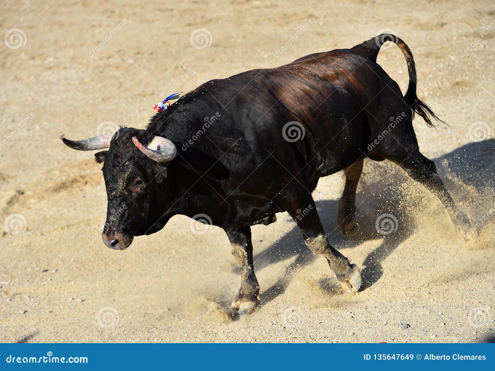 Spanish Bull in Bullring on Spain Stock Image - Image of countrye ...