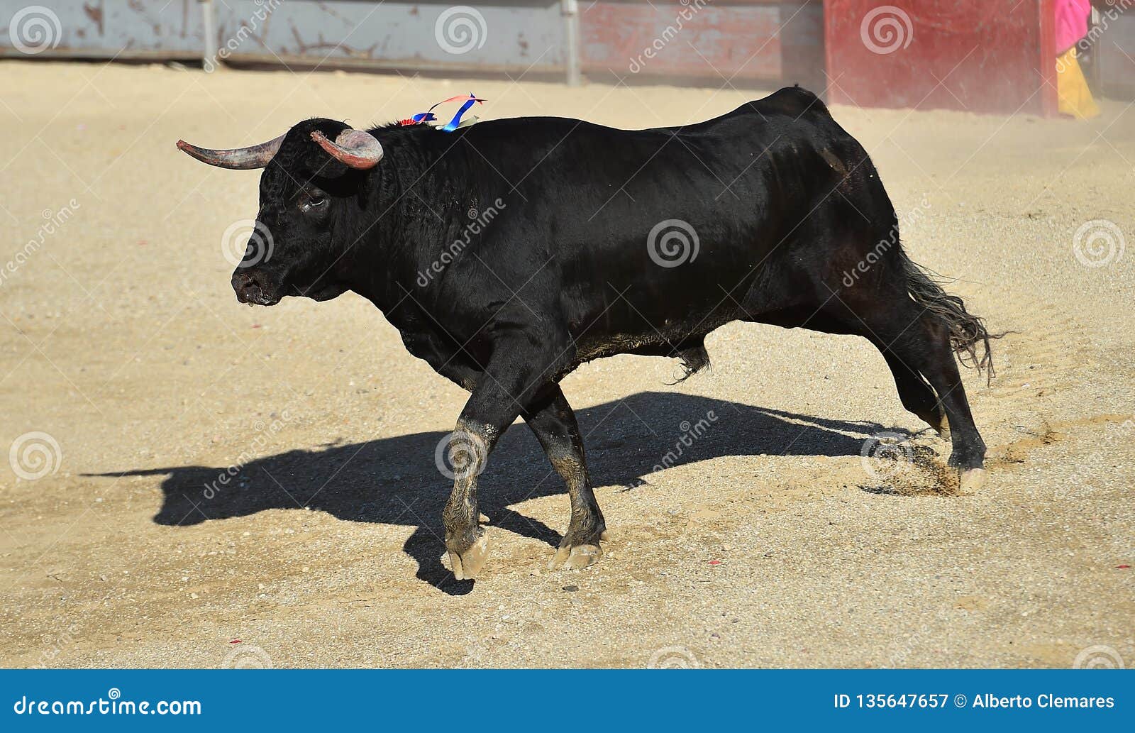 Spanish Bull in Bullring on Spain Stock Image - Image of fierce, bulls ...