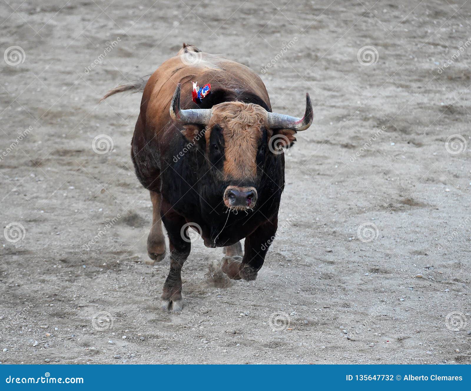 Spanish Bull in Bullring on Spain Stock Photo - Image of fighting ...
