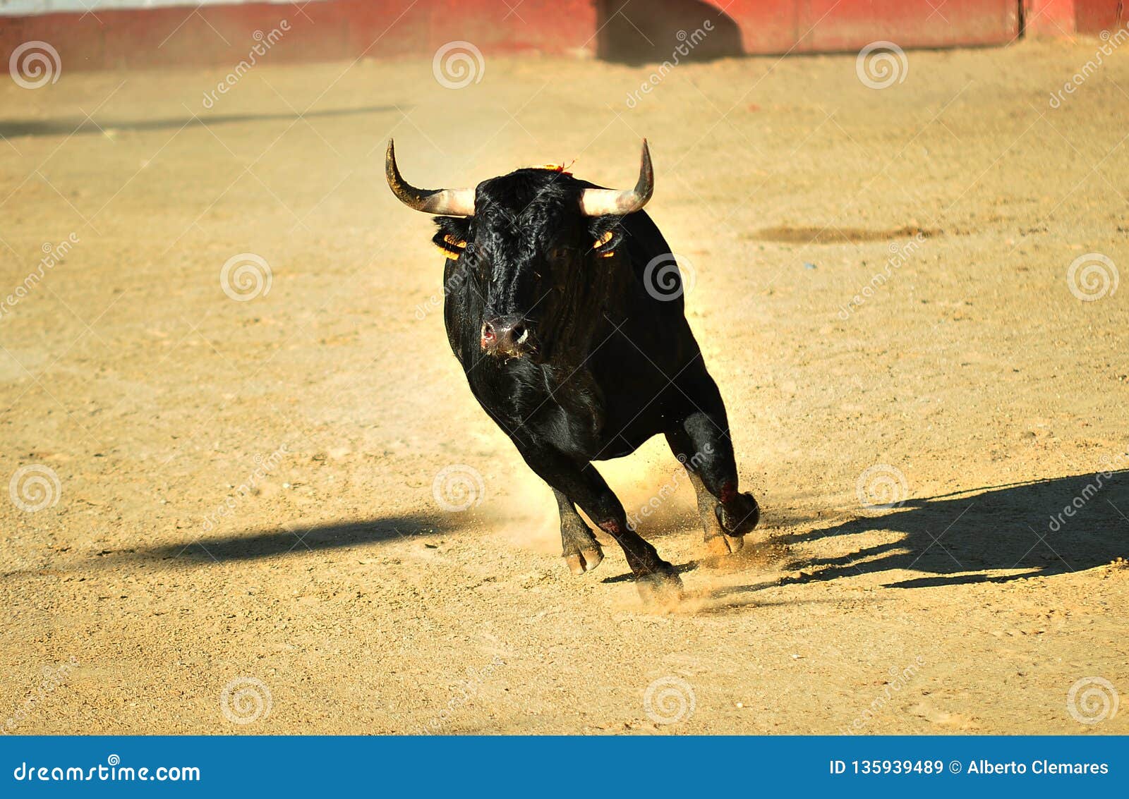 Spanish Bull in Bullring on Spain Stock Image - Image of arena, fire ...