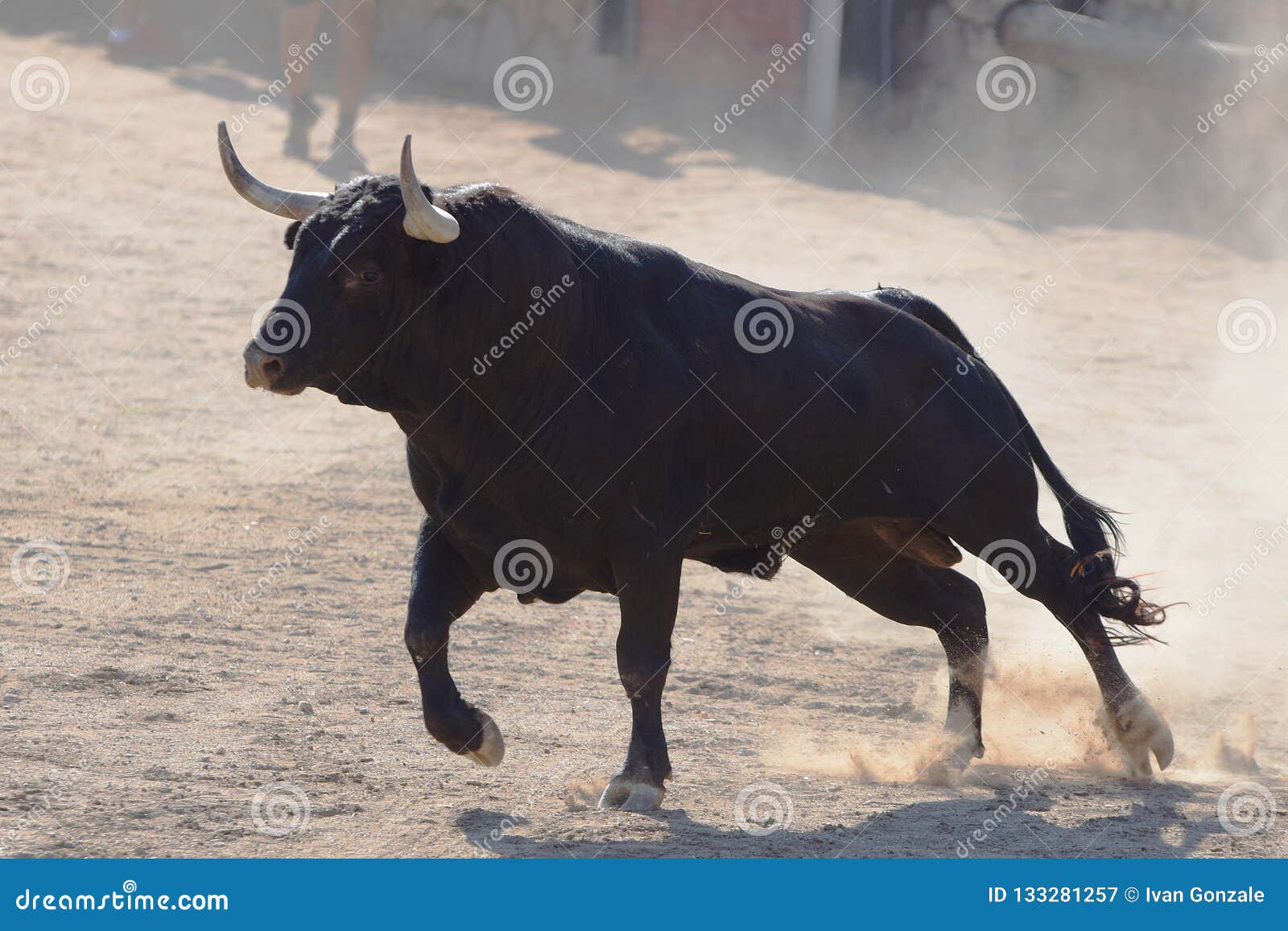 Spanish bull stock image. Image of tradicional, danger - 133281257