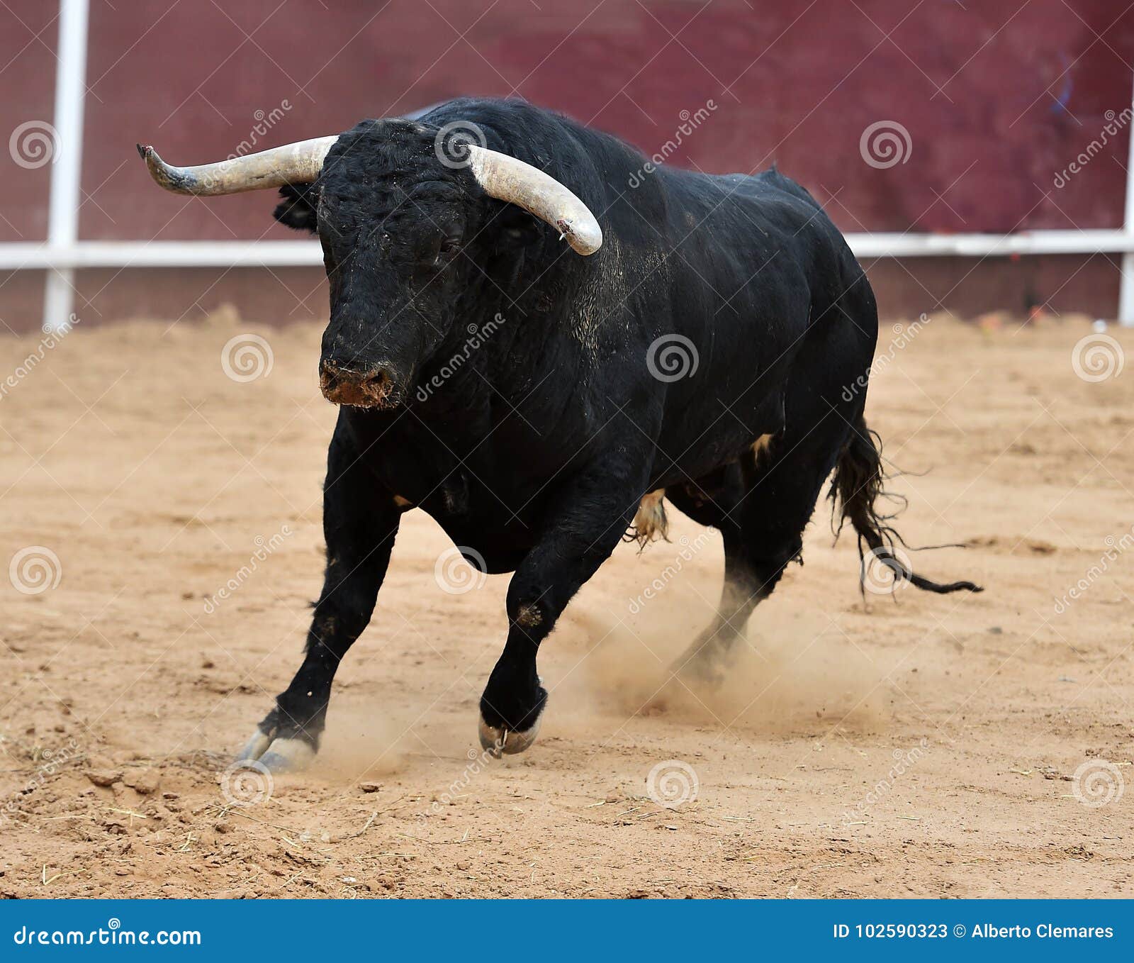 Spanish bull stock image. Image of tradition, bravery - 102590323