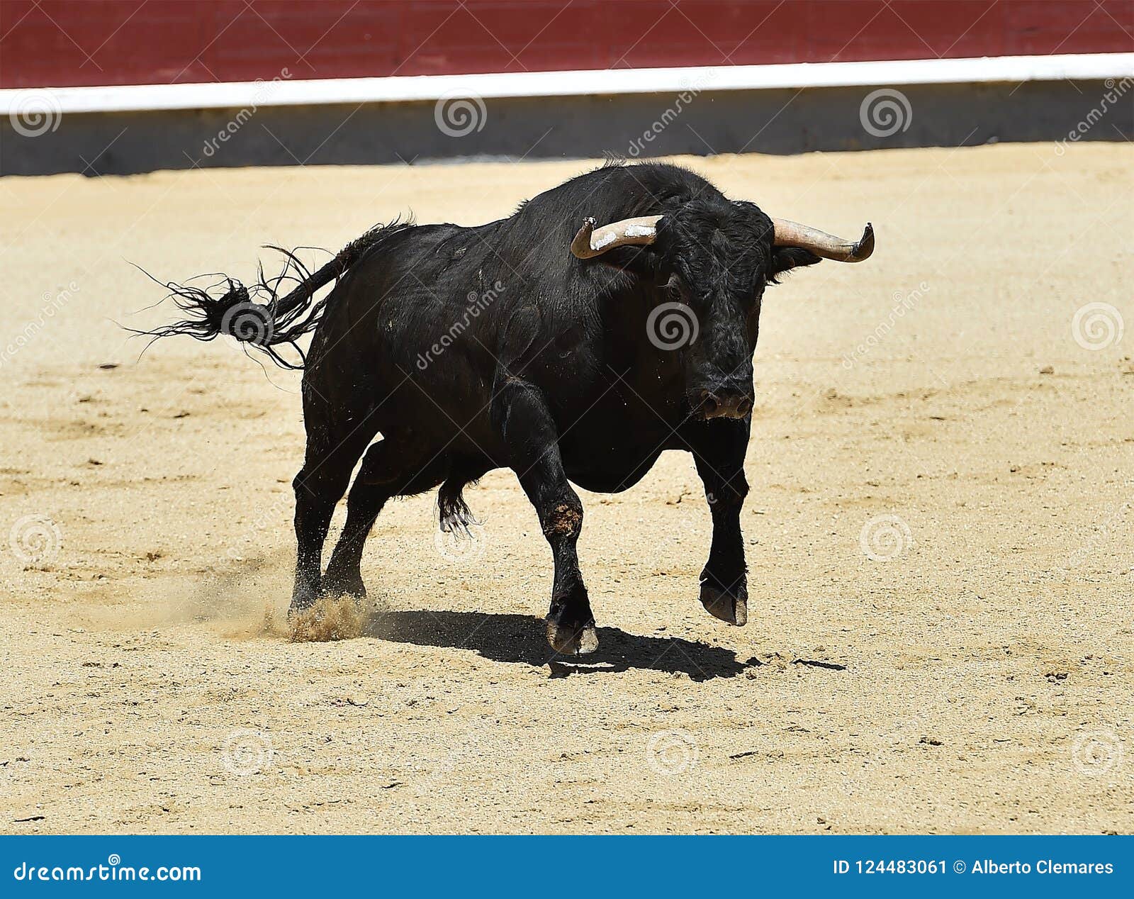 Spanish bull stock image. Image of animal, tradition - 124483061