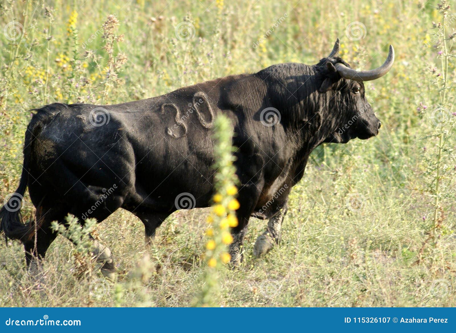 Spanish Bull Stallion in Andalusia Stock Image - Image of animal ...