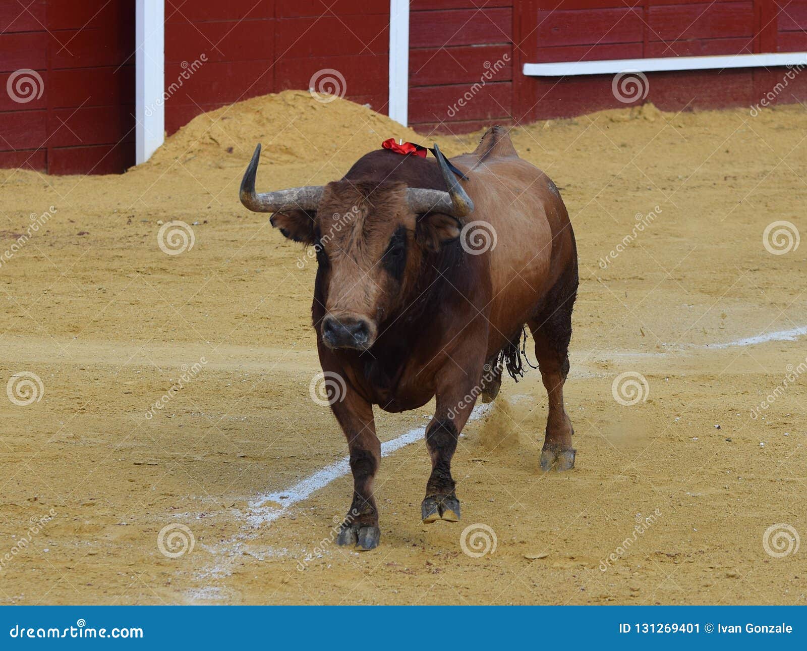 Bull stock image. Image of traditional, spanish, bull - 131269401