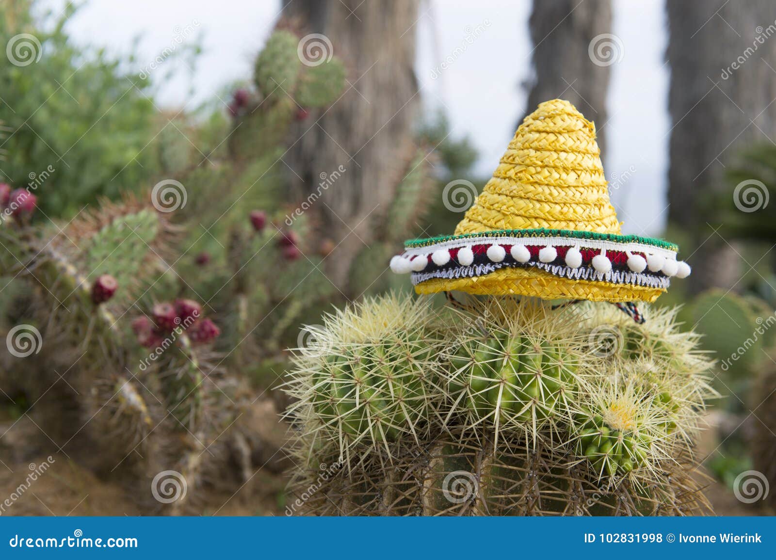 Spanish cactus with hat stock photo. Image of spain - 102831998