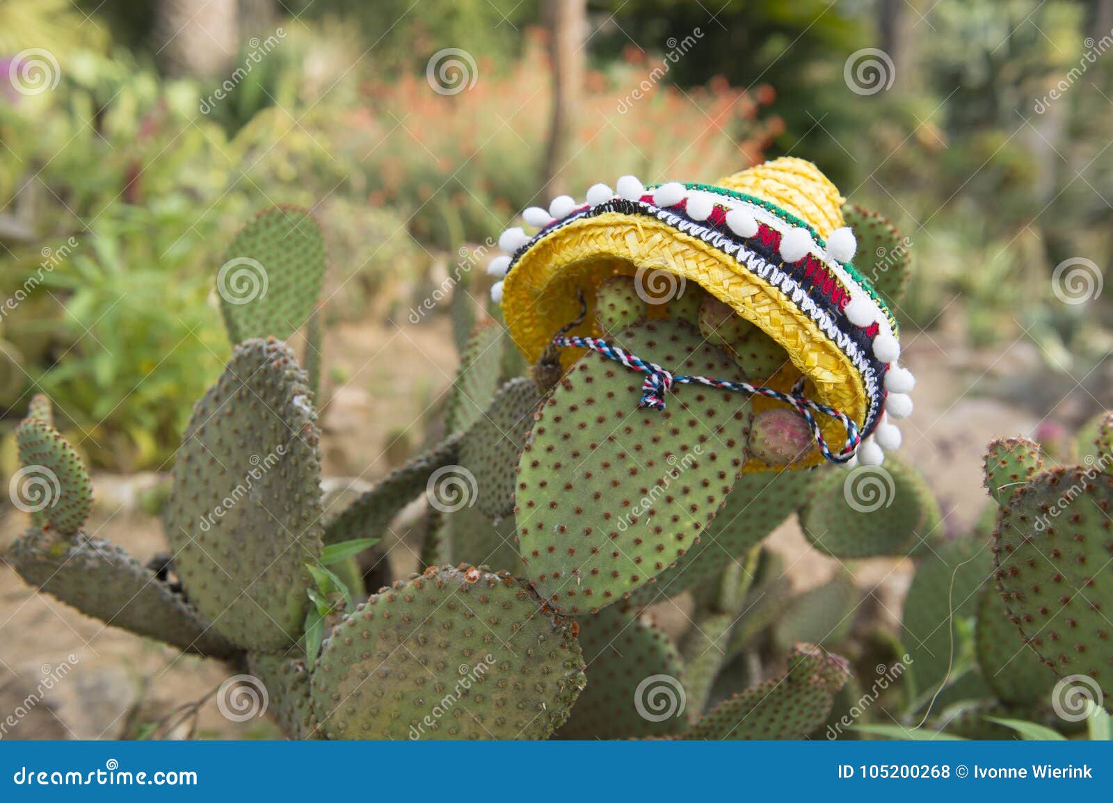 Spanish cactus with hat stock photo. Image of dressed - 105200268
