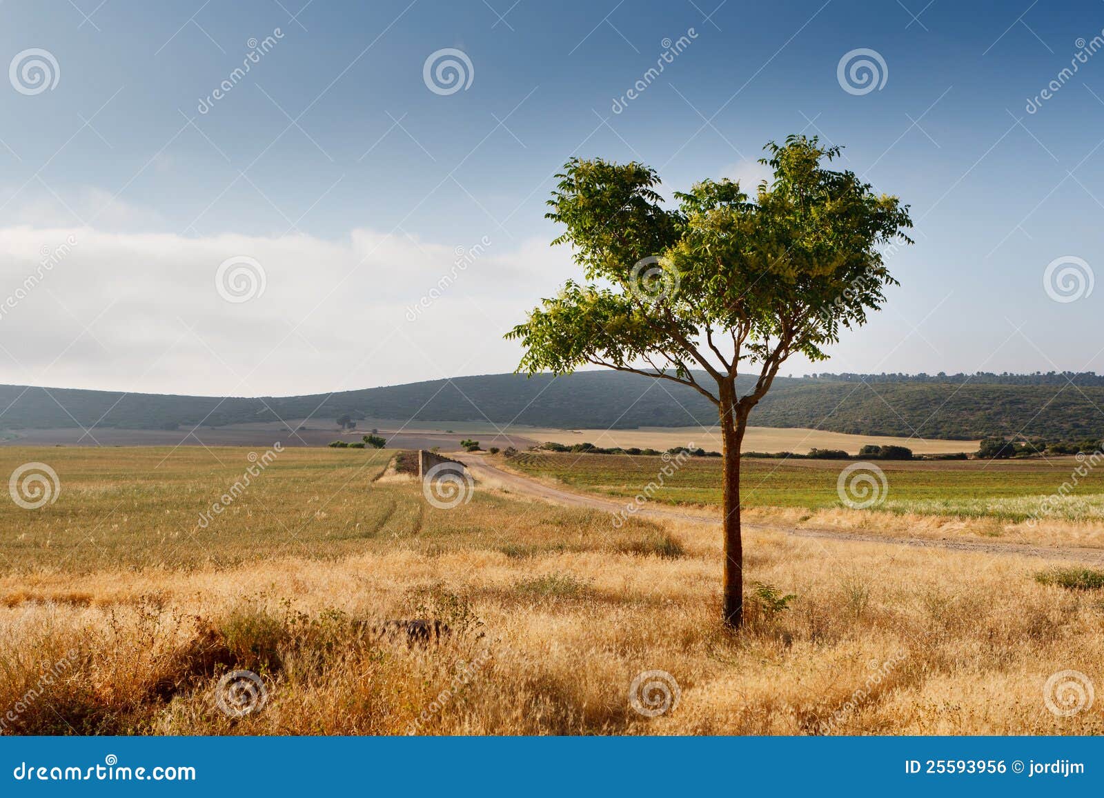 Spanish central landscape stock photo. Image of golden - 25593956