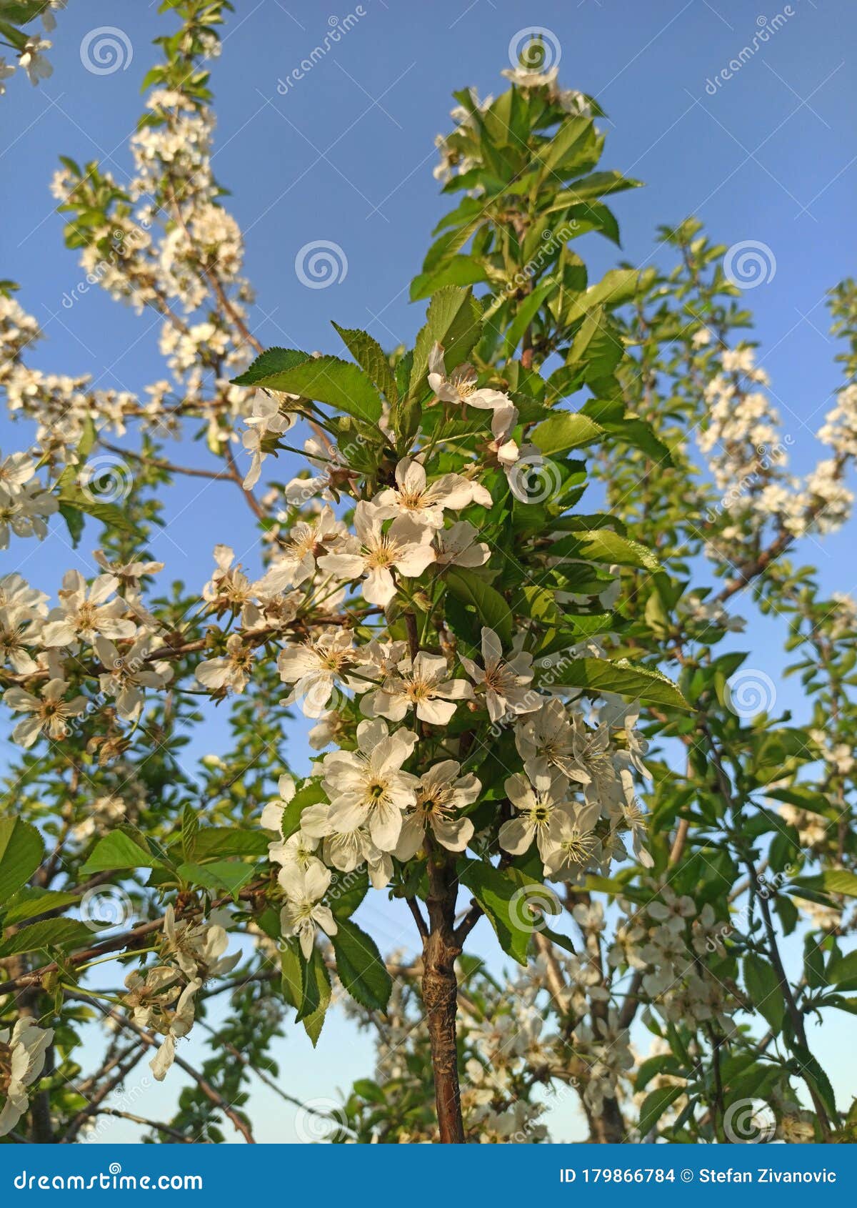 Spanish Cherry Closeup View Stock Photo - Image of food, branch: 179866784