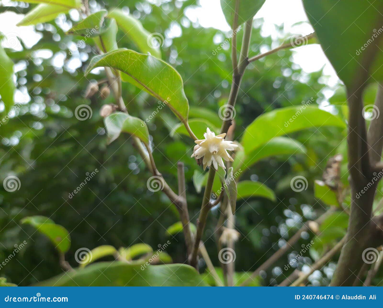 Spanish Cherry Flower, Mimusops Elengi Flower, White Spanish Cherry ...