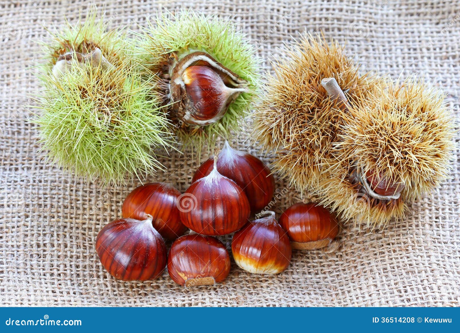 Sweet Chestnuts 1 Stock Photos - Download 9,586 Royalty Free Photos