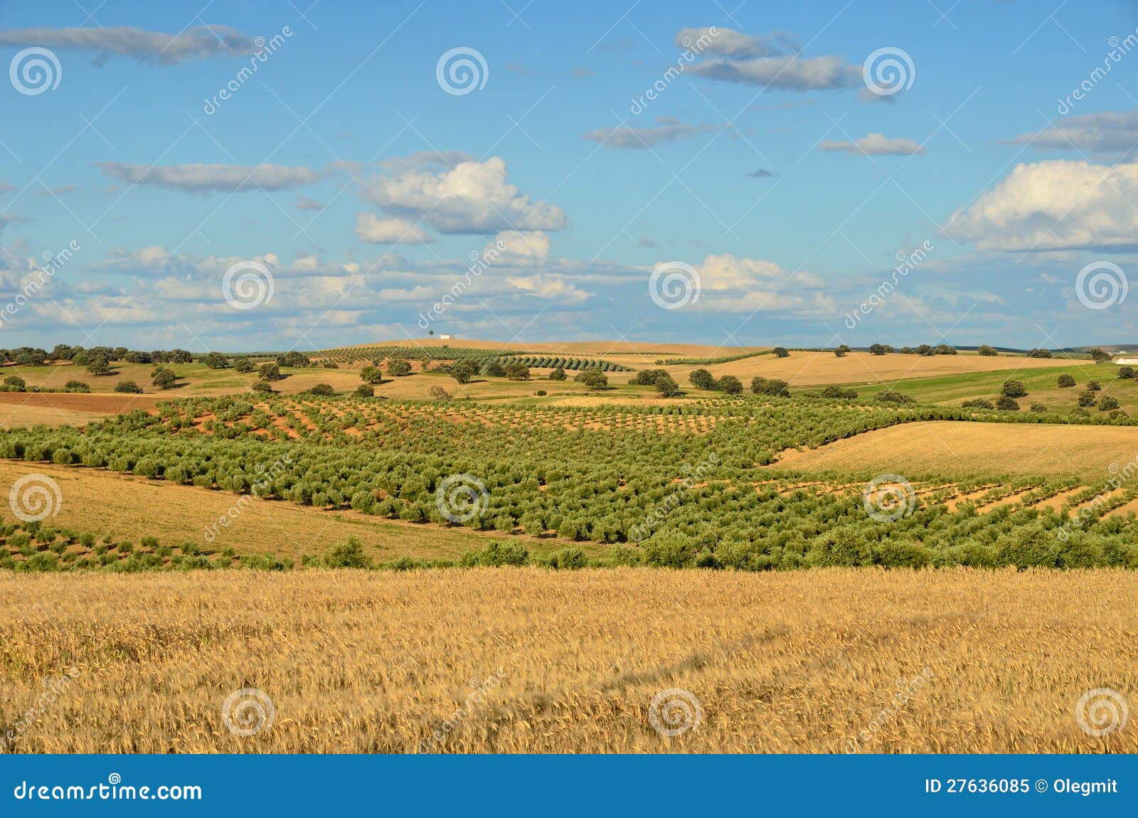 Spanish Country Landscape in Spring Stock Image - Image of grain, yield ...