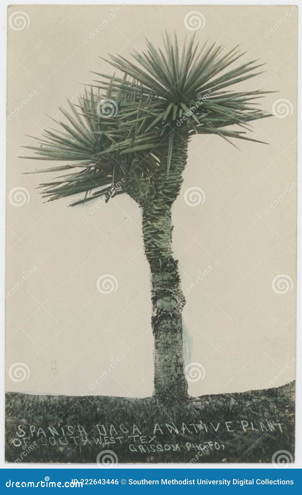 Spanish Daga A Native Plant Of Southwest Tex Picture. Image: 222643446