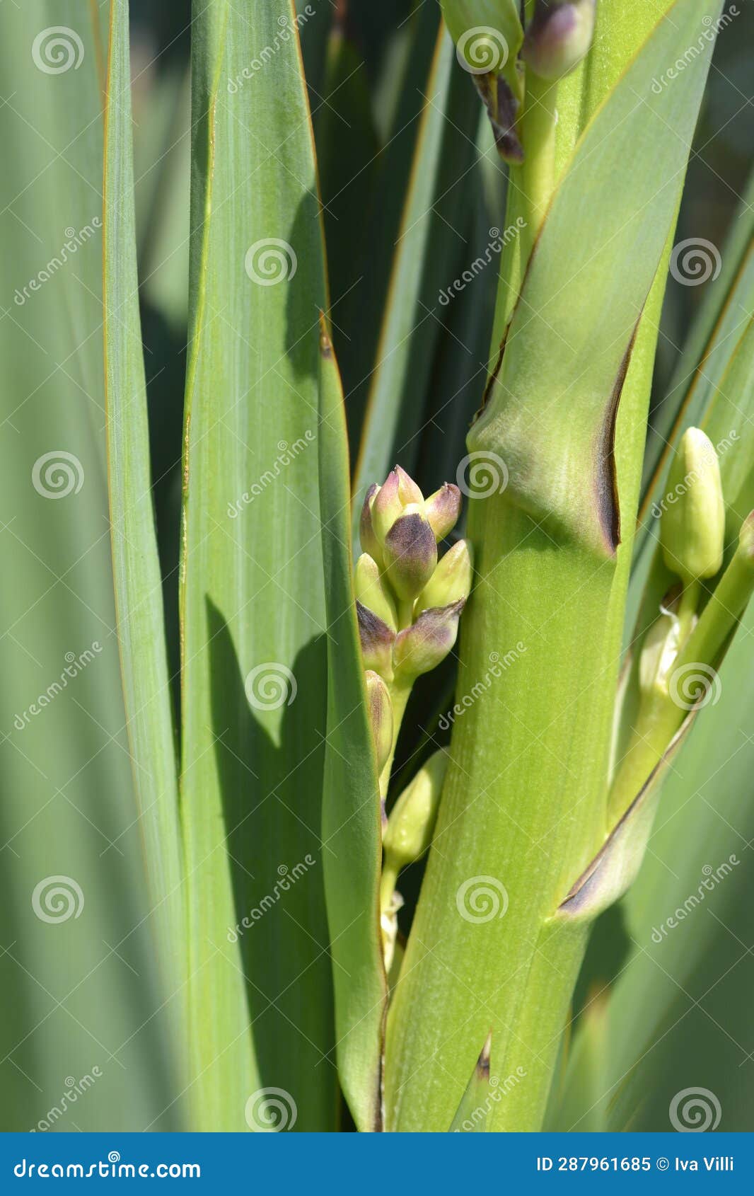 Spanish dagger stock image. Image of mound, buds, flower - 287961685