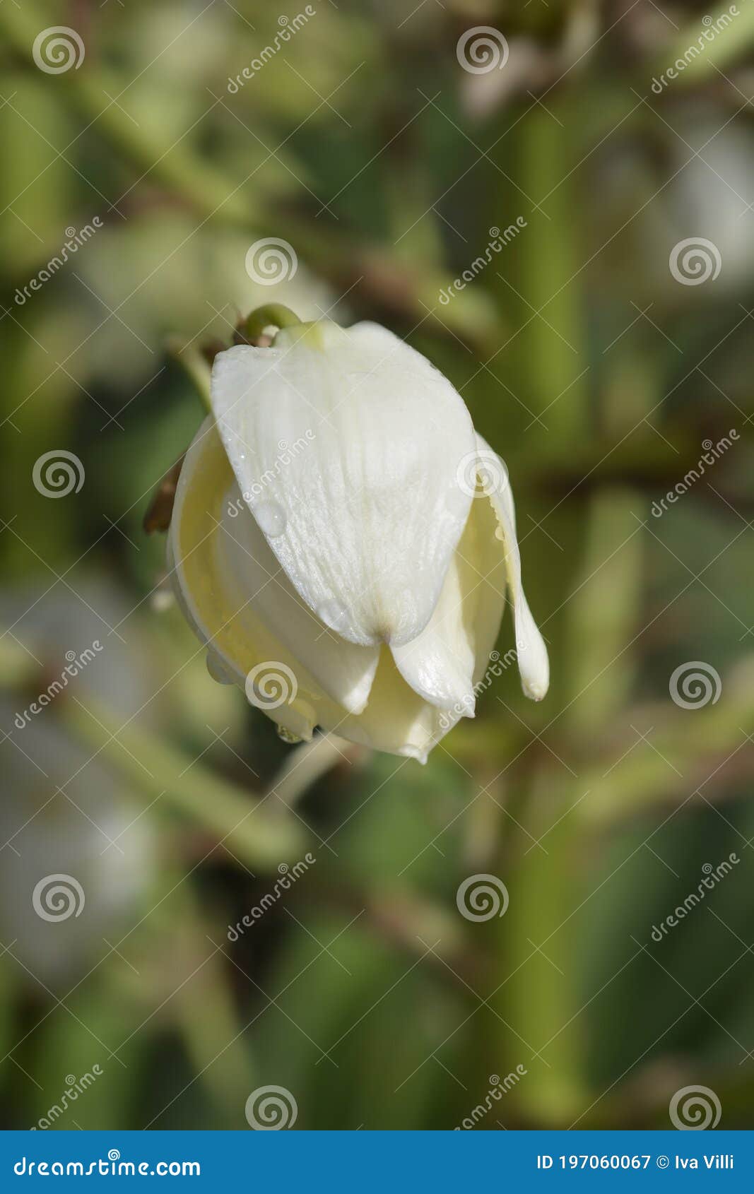 Spanish dagger stock image. Image of needle, green, nature - 197060067