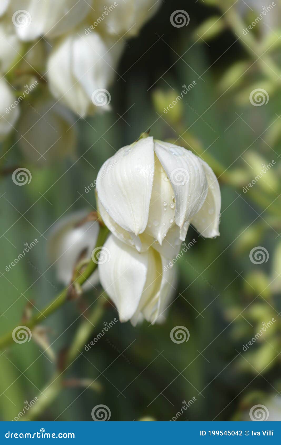 Spanish dagger stock photo. Image of garden, outdoors - 199545042