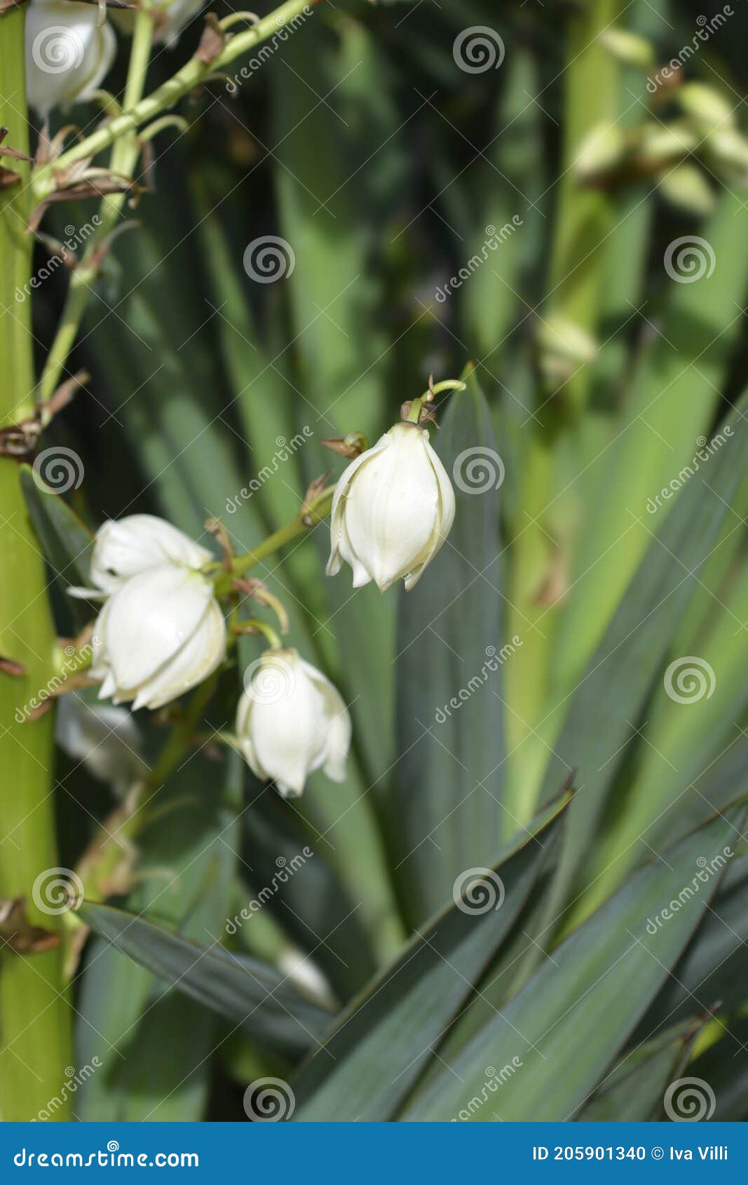 Spanish dagger stock photo. Image of white, lily, candlestick - 205901340