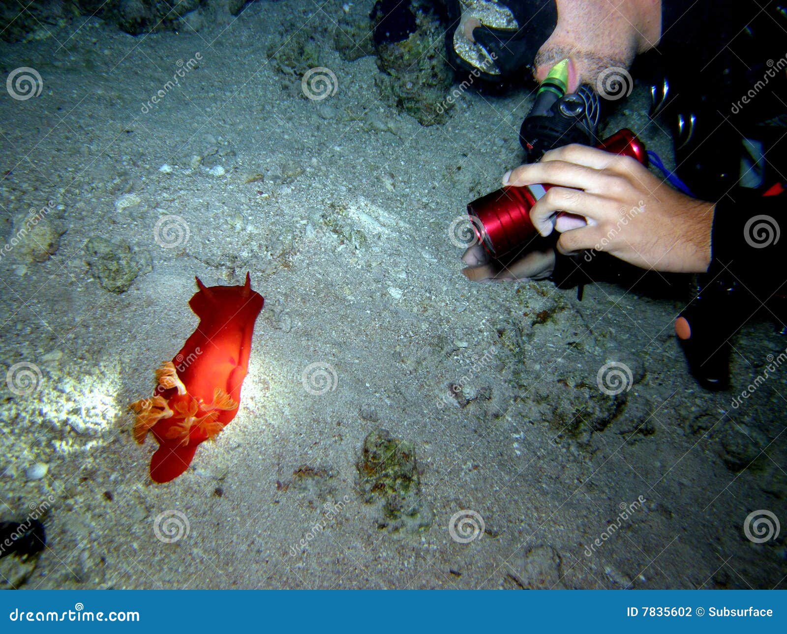 Spanish Dancer and Diver Red Sea Stock Photo - Image of dive ...