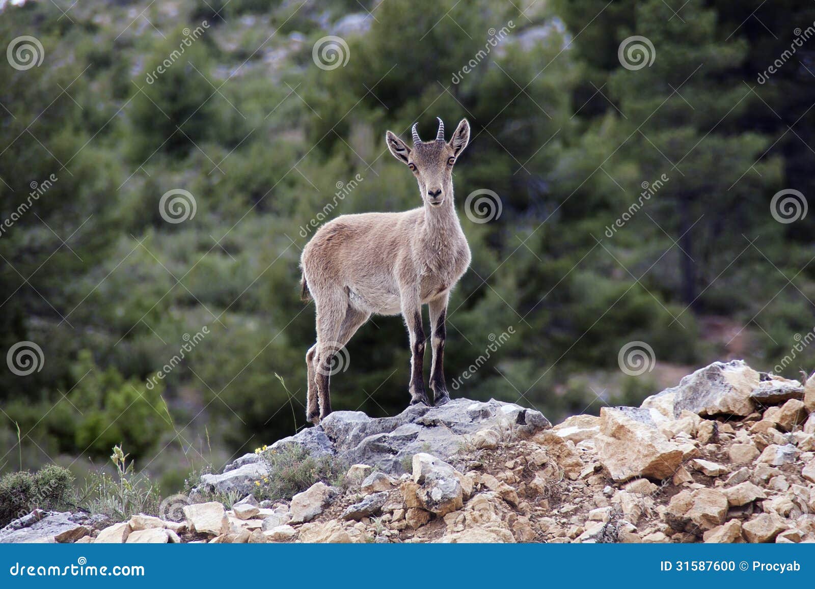 Spanish deer stock photo. Image of rack, species, buck - 31587600
