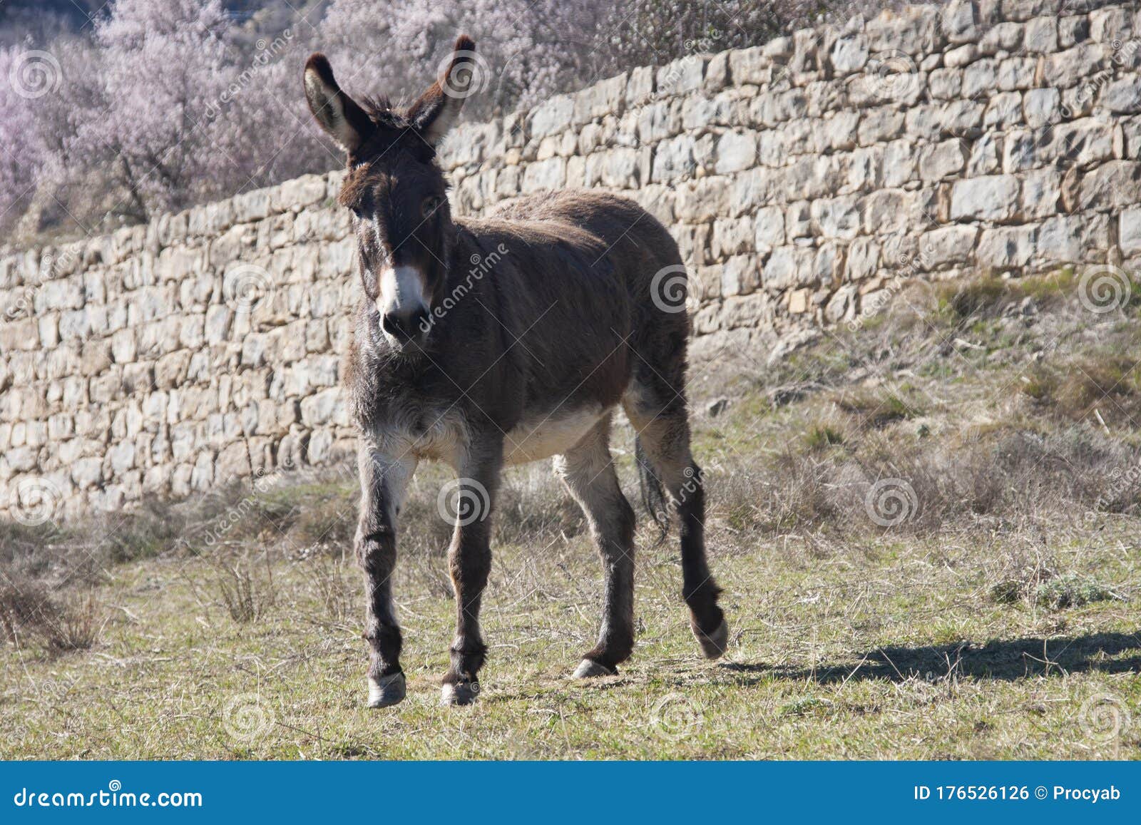 Spanish donkey stock photo. Image of closeup, biodiversity - 176526126