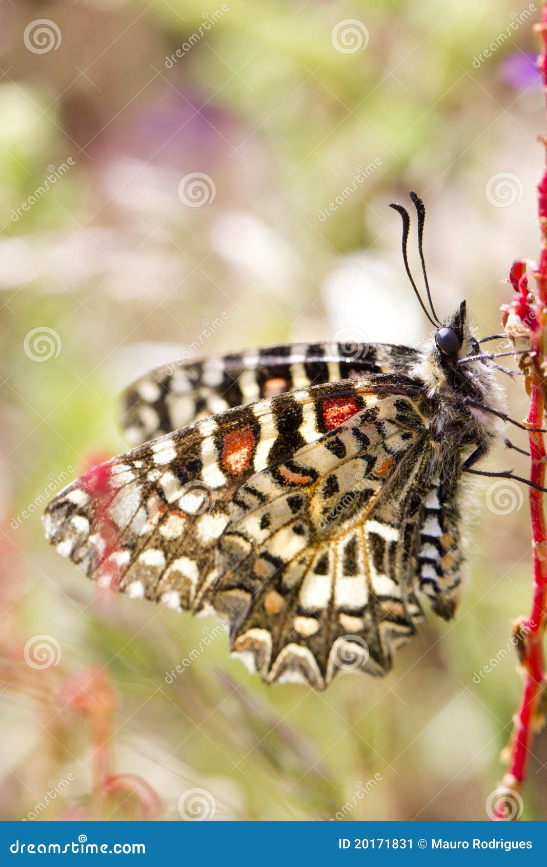 Spanish Festoon Butterfly (Zerynthia Rumina) Stock Image - Image of ...