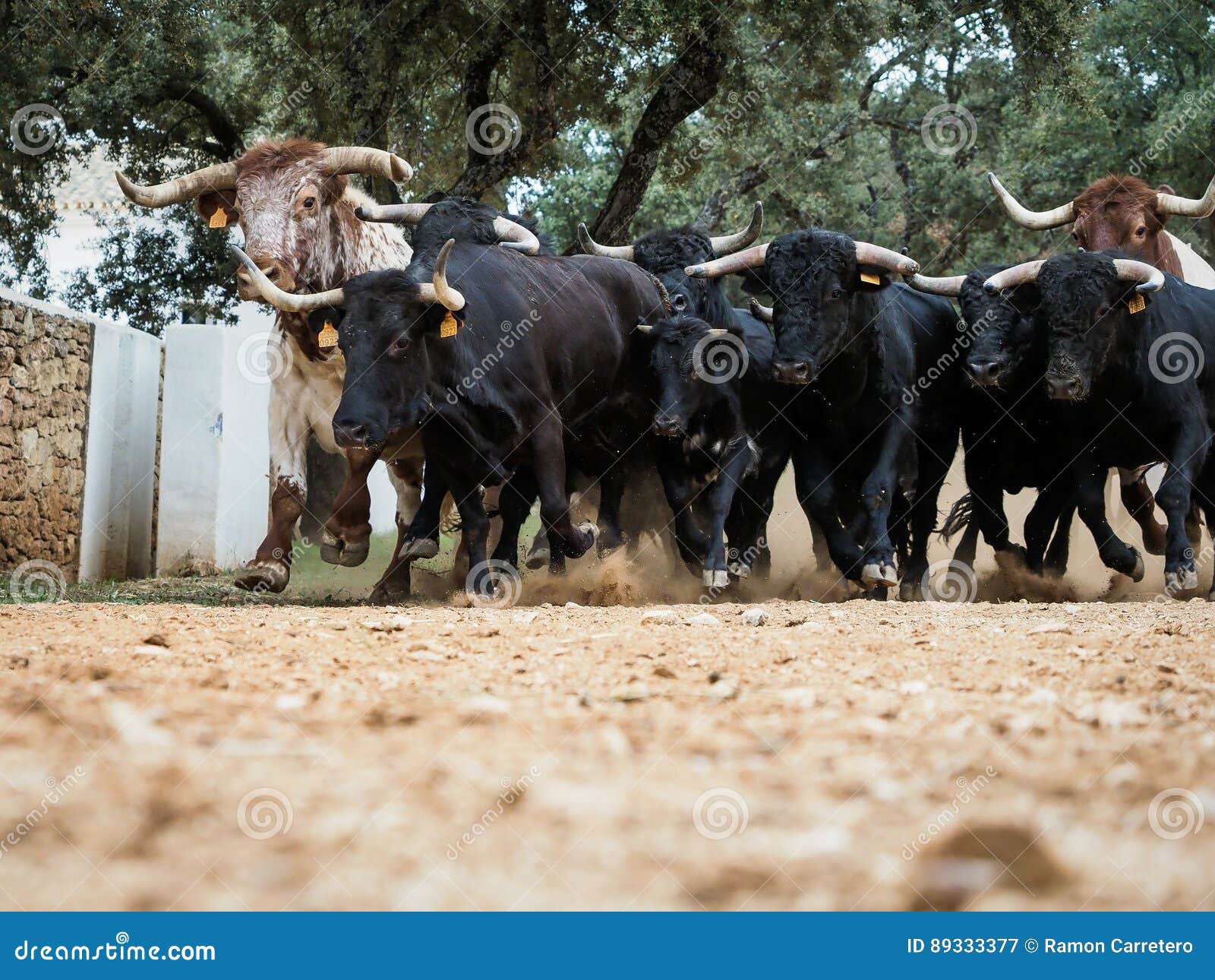 Spanish Fighting Bulls Running Stock Image - Image of festival, black ...