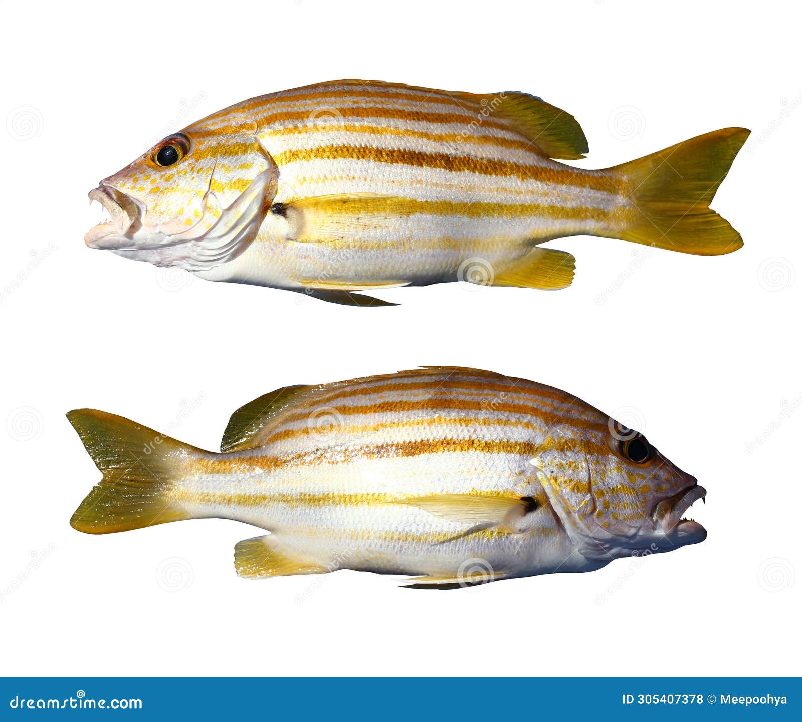 Spanish Flag Snapper Or Stripey Snapper Fish Isolated On White Royalty ...