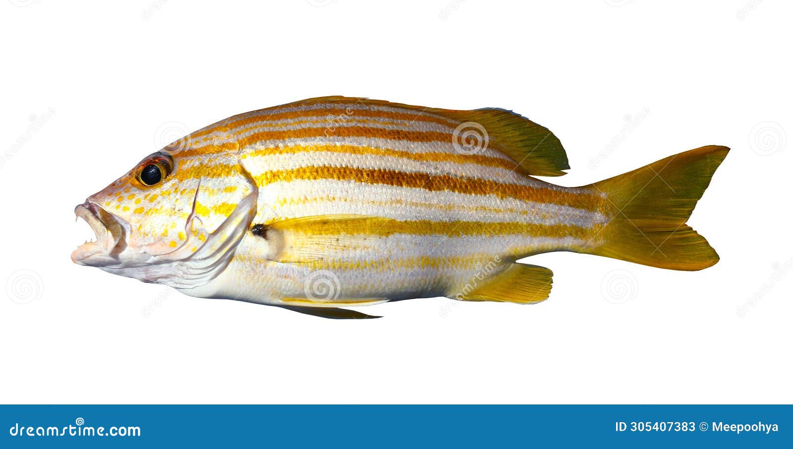 Spanish Flag Snapper or Stripey Snapper Fish Isolated on White Stock ...
