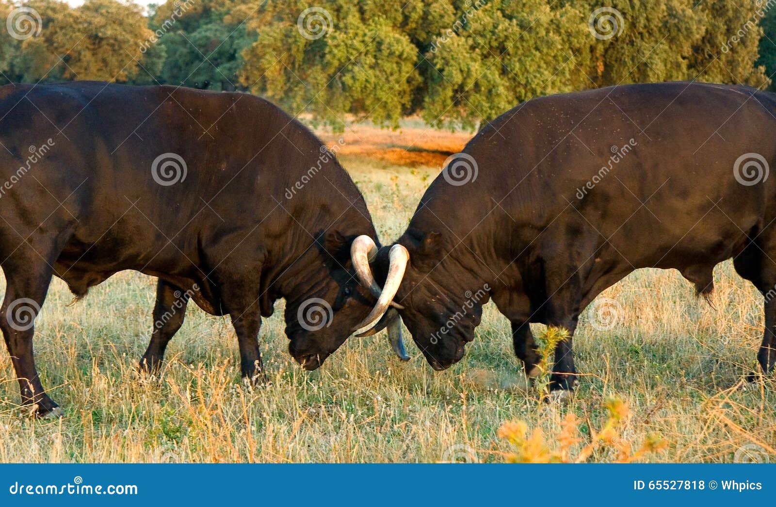Spanish Free Range Fighting Bulls Stock Photo - Image of natural ...