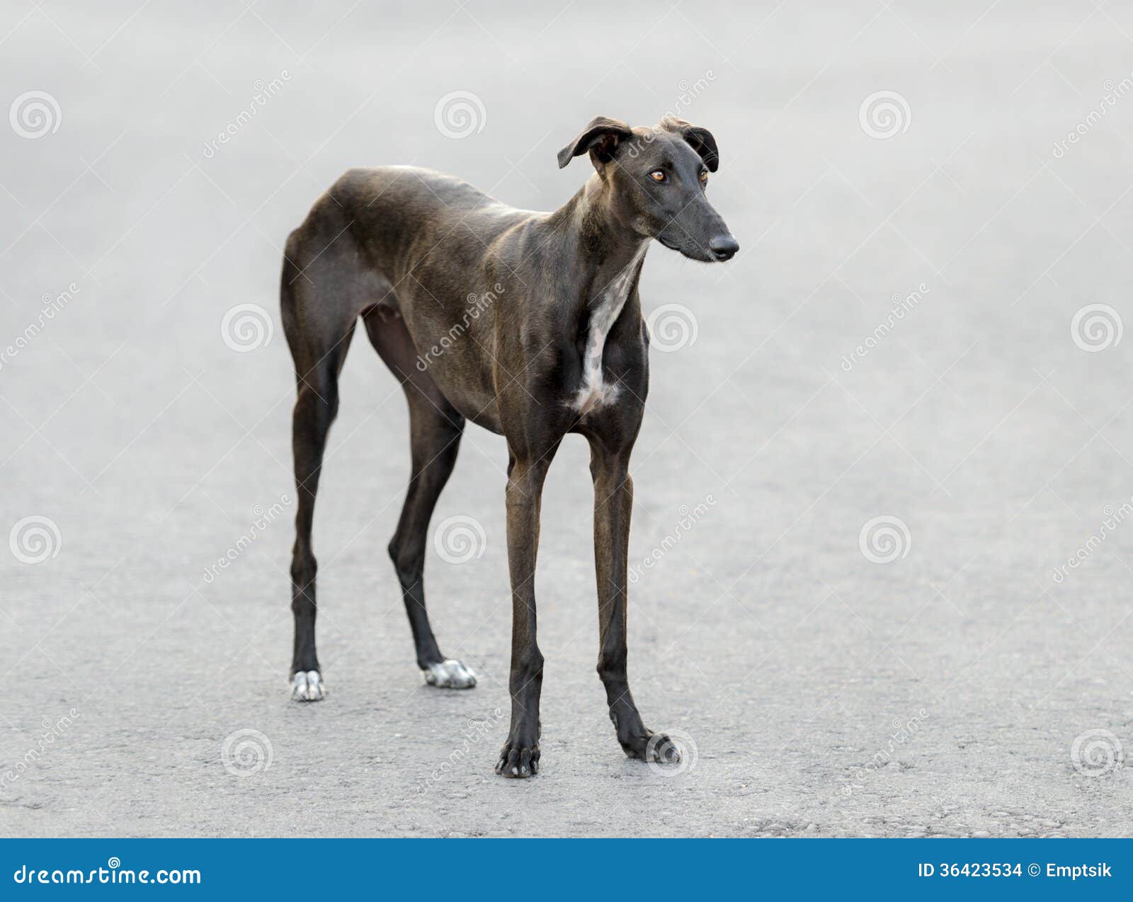Spanish Galgo dog stock photo. Image of animal, mammal - 36423534
